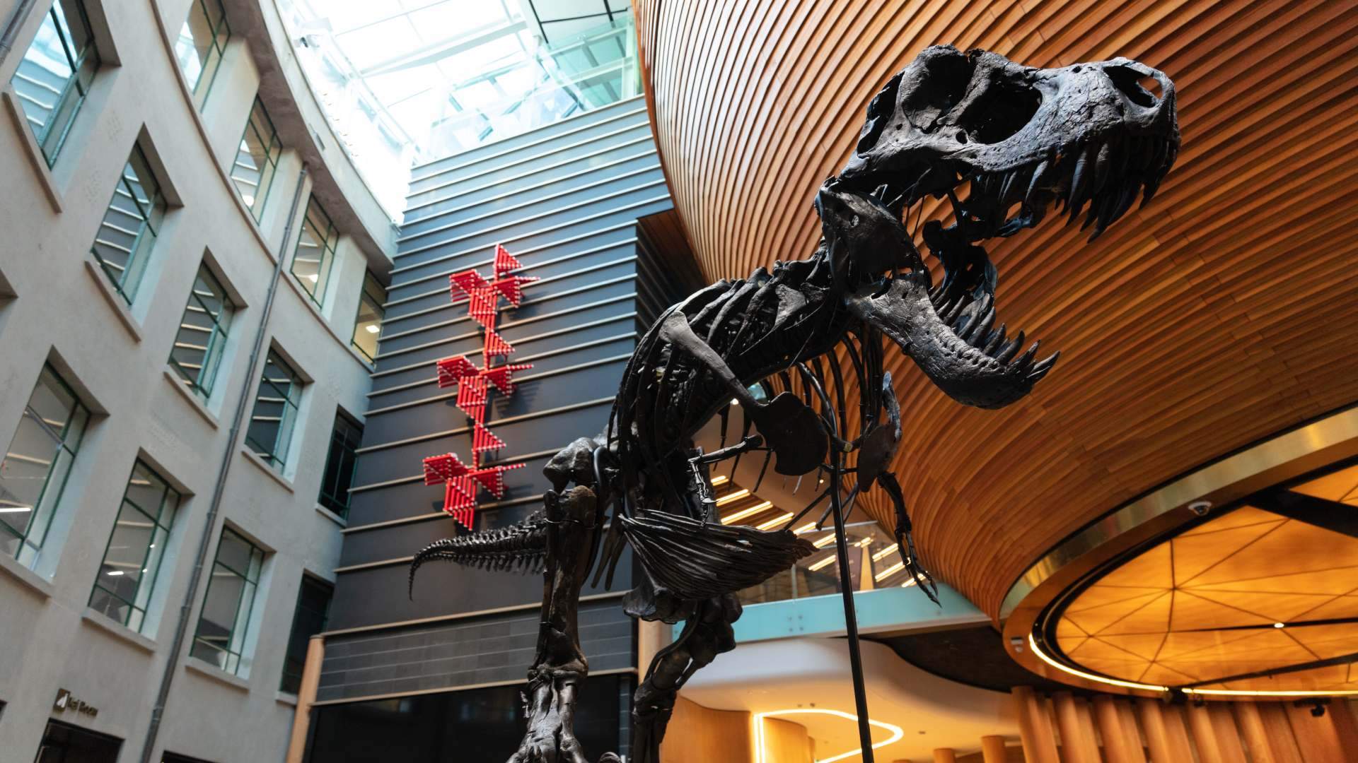 Auckland Museum's 67-Million-Year-Old T-Rex Skeleton 'Peter' Is Now ...