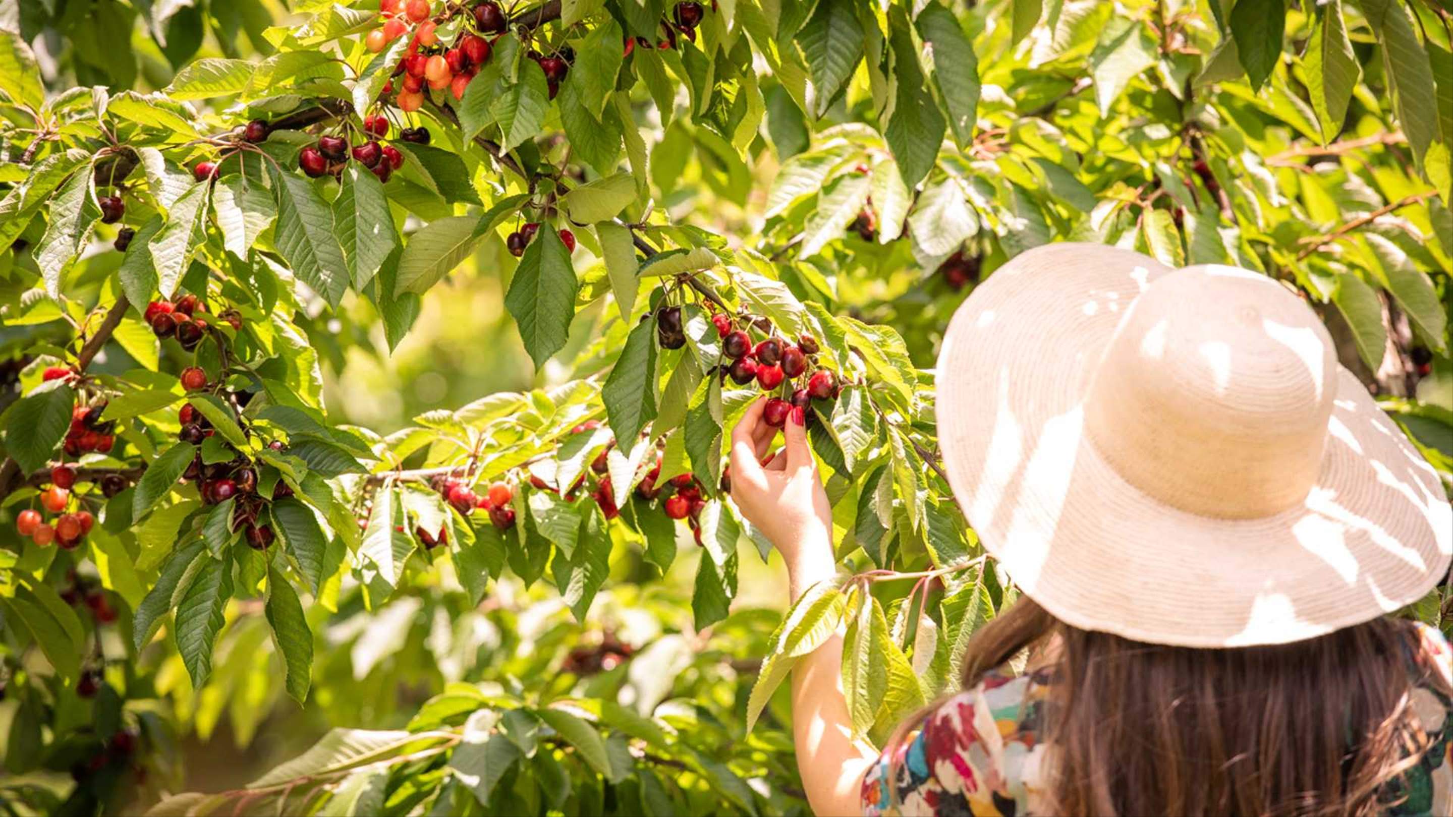 CherryHill Orchards Cherry Picking Festival 2024: All the Details