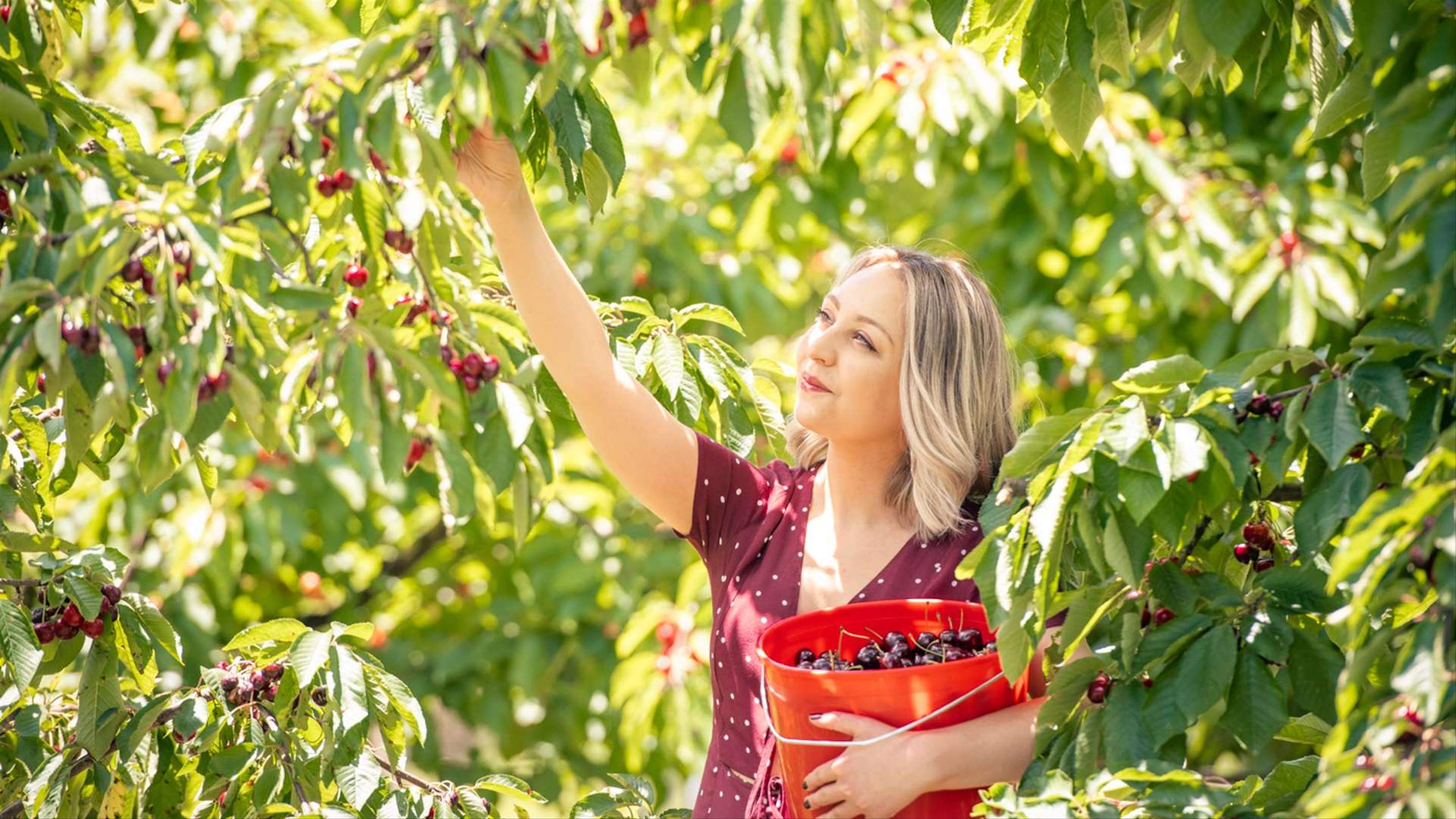 CherryHill Orchards Cherry Picking Festival 2024: All the Details