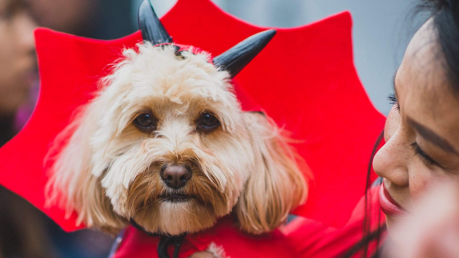 Port Melbourne's Howl-O-Ween Paw Parade" All the Details