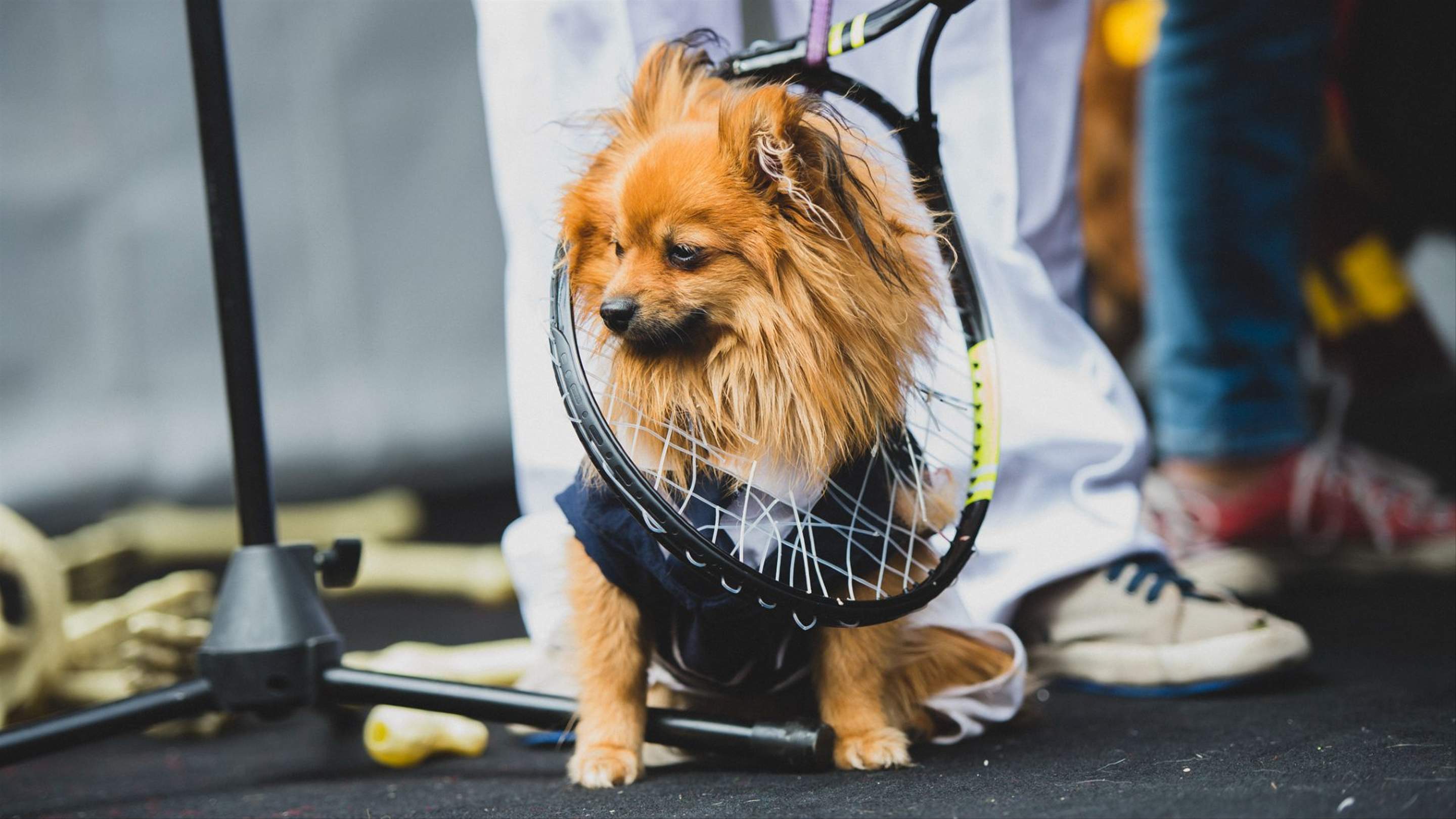 Port Melbourne's Howl-O-Ween Paw Parade" All the Details