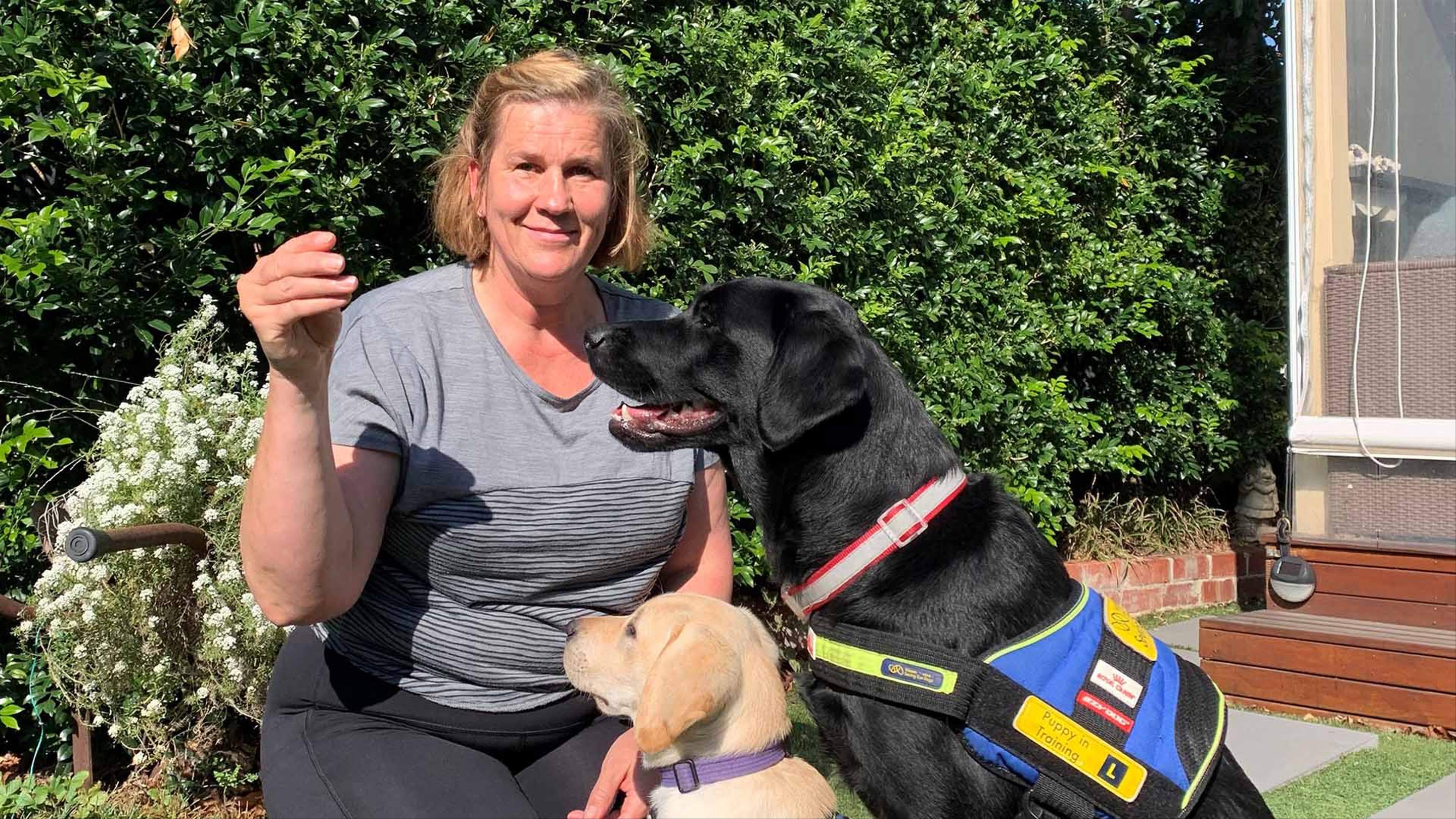 Good Deed Alert: Seeing Eye Dogs Australia Wants You to Look After ...