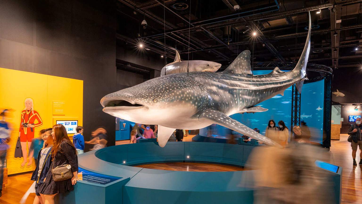 Australian Museum's New Sharks Exhibition - Concrete Playground