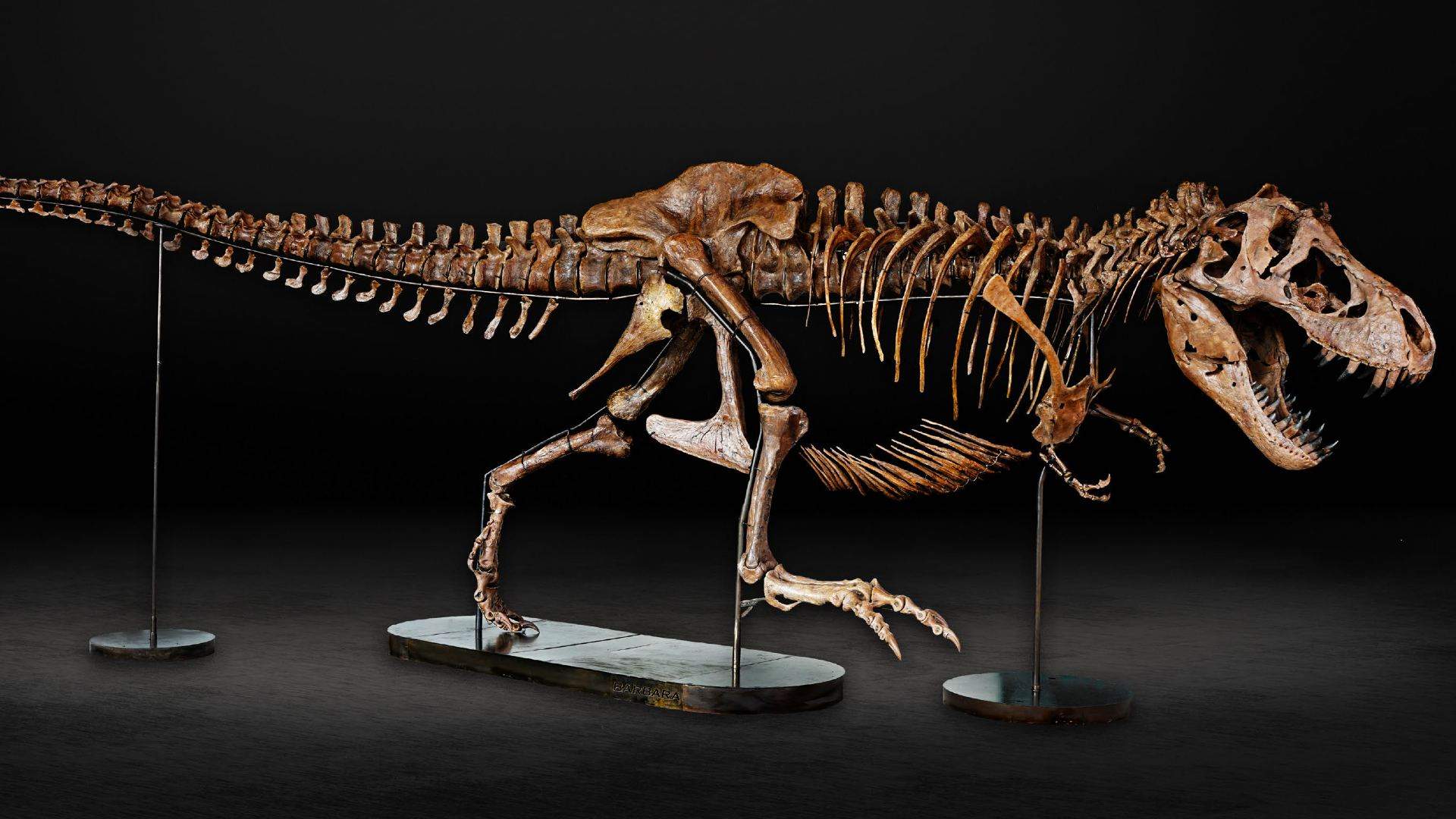 Enter 'Barbara': Another 66-Million-Year-Old T-Rex Is Joining Peter in ...
