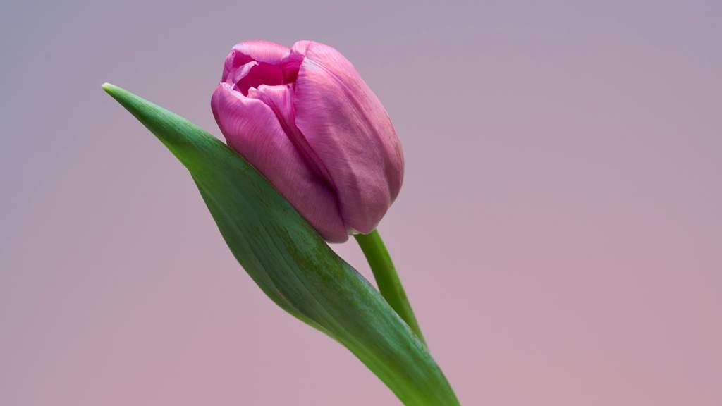 Tulip Portraits - Concrete Playground