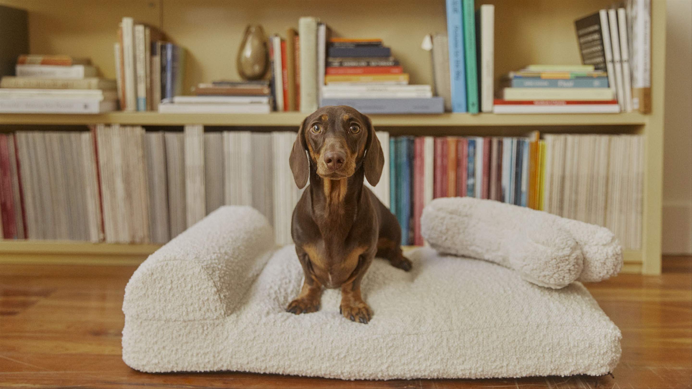 Hommey Has Launched Its First-Ever Pet Bed, Pillow and Blanket ...