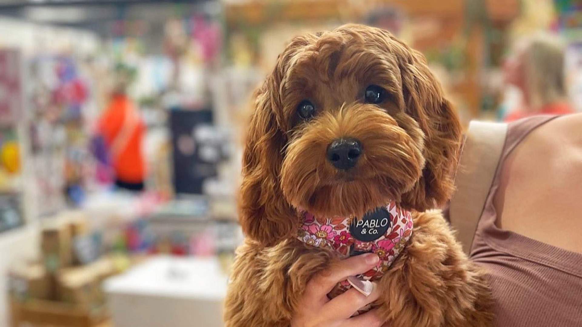 Brisbane's Indoor Market VEND Is Opening a Second Pet-Friendly Shopping ...