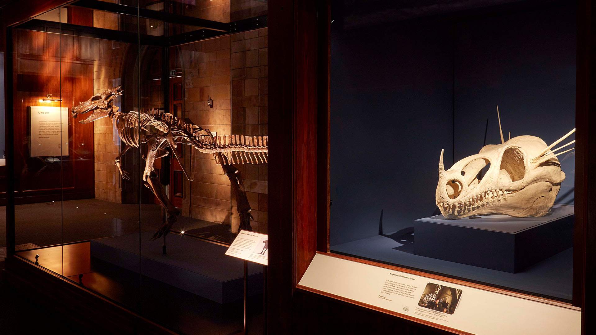 'Fantastic Beasts' Has Been Turned Into a Natural History Exhibition ...