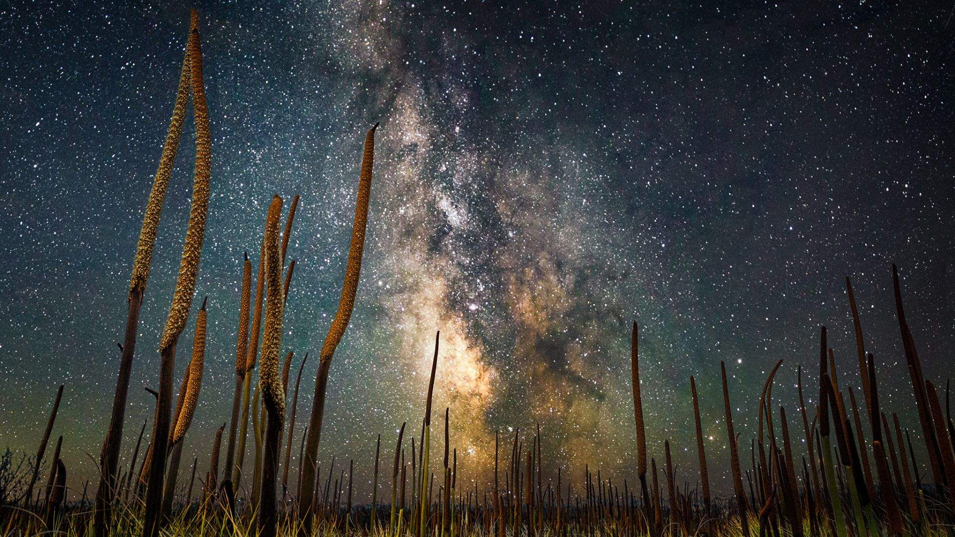 A Night Under the Stars, Melbourne