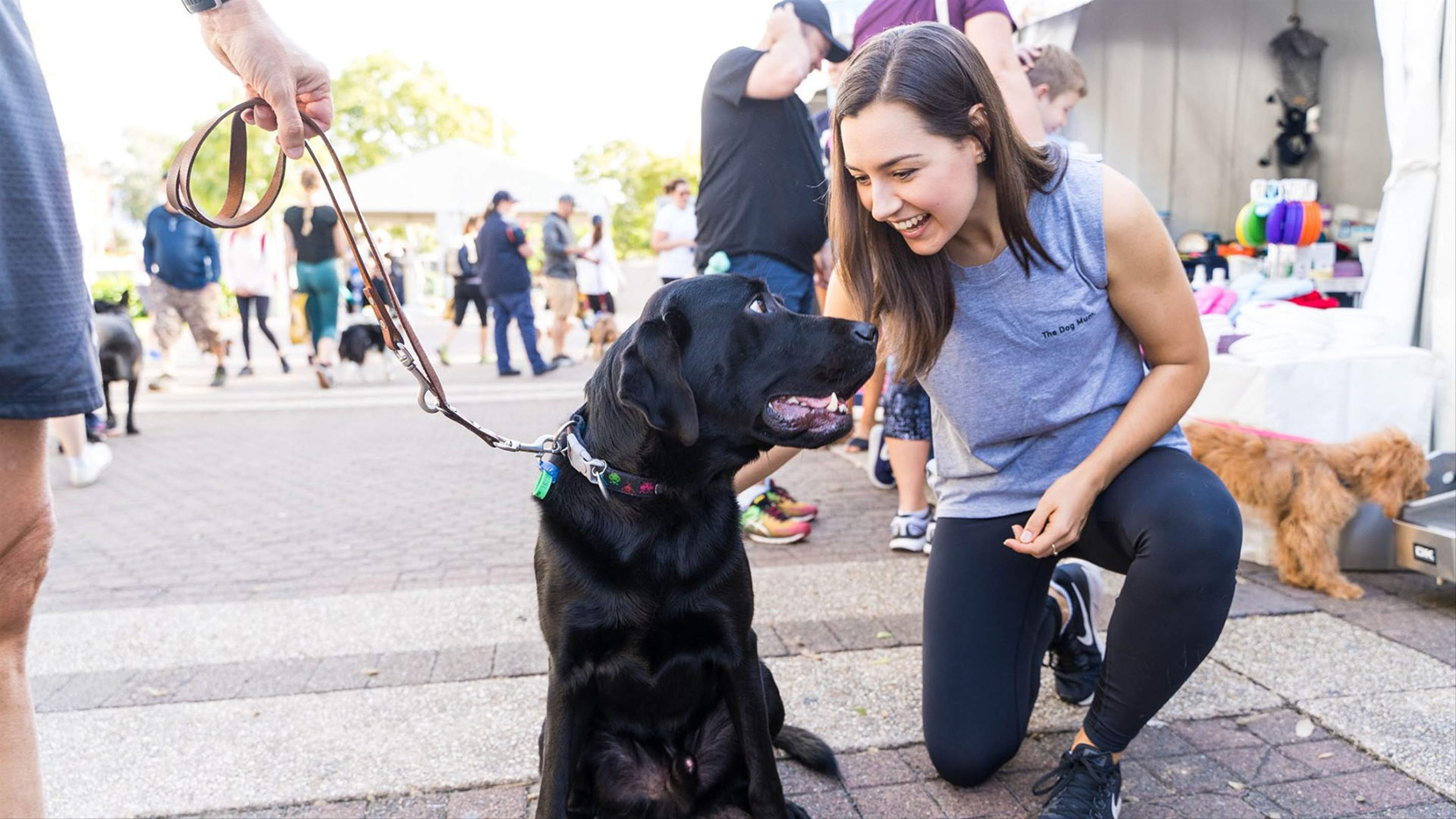 Million Paws Walk, Brisbane: All the Details