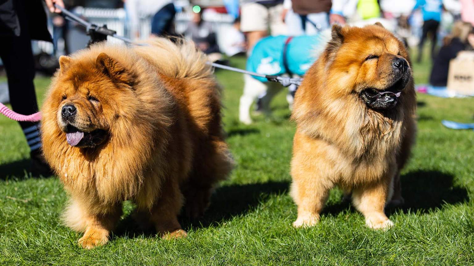 Million Paws Walk, Sydney: All the Details