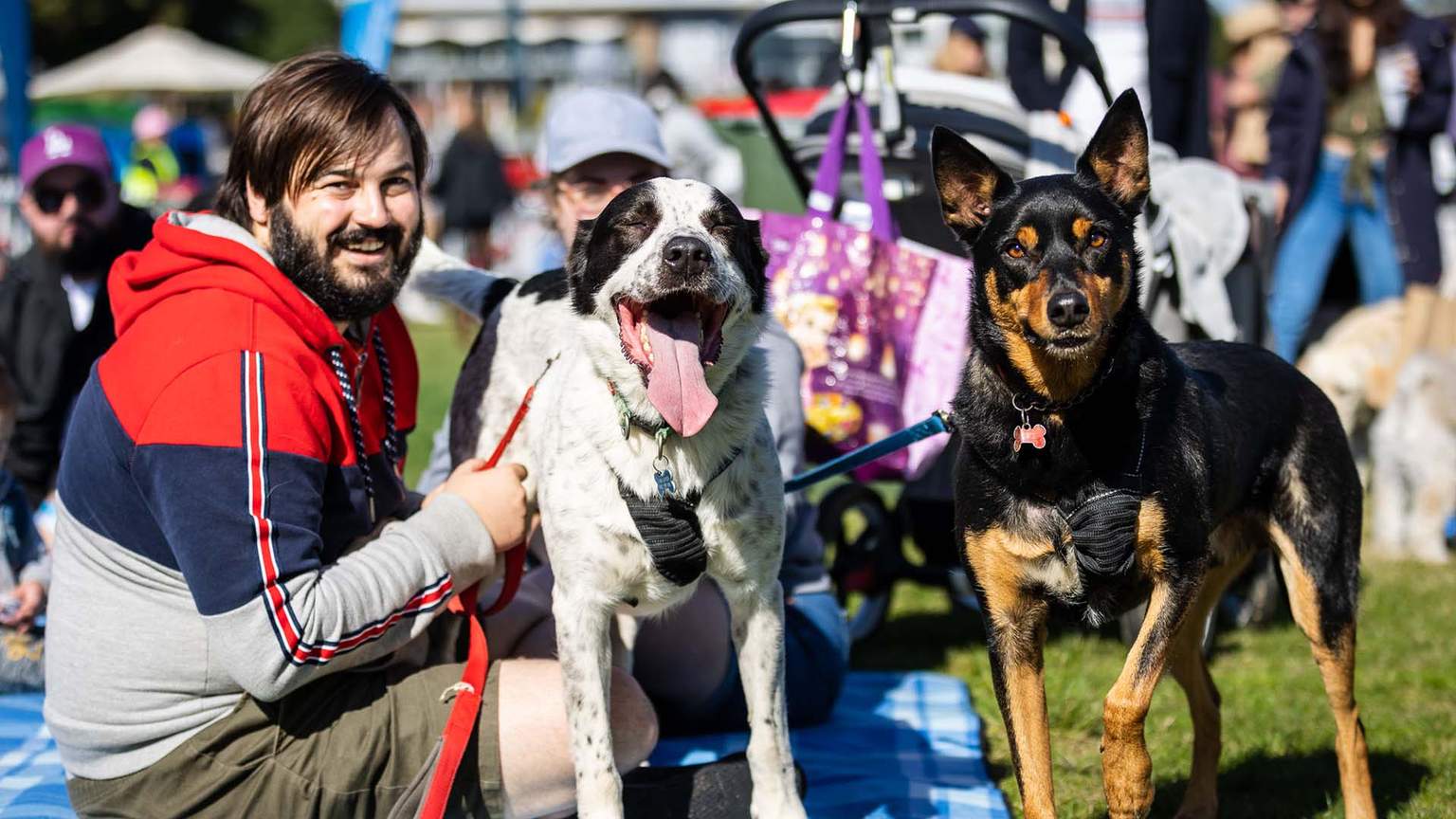 Million Paws Walk, Sydney: All the Details