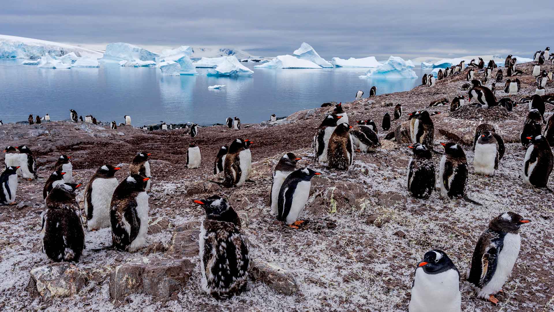 David Attenborough's 'Our Planet' Nature Documentary Series Is Getting ...