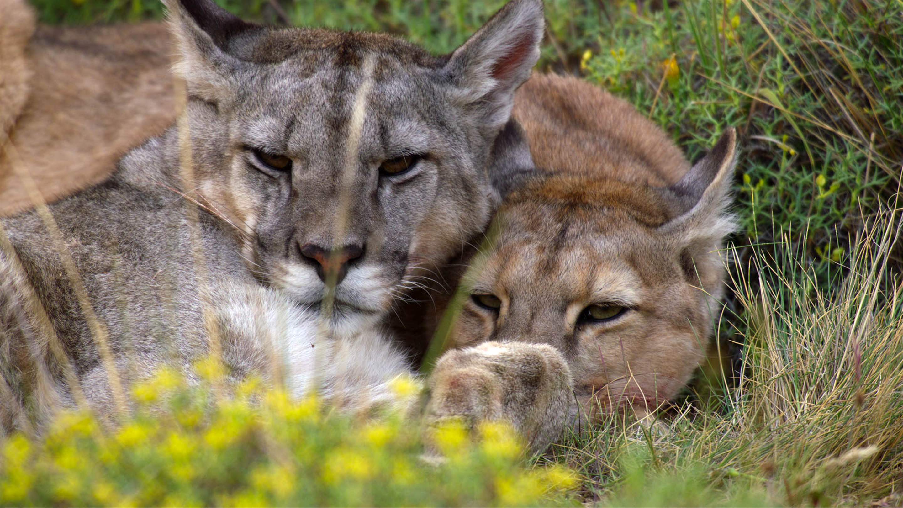 David Attenborough's 'Our Planet' Nature Documentary Series Is Getting ...