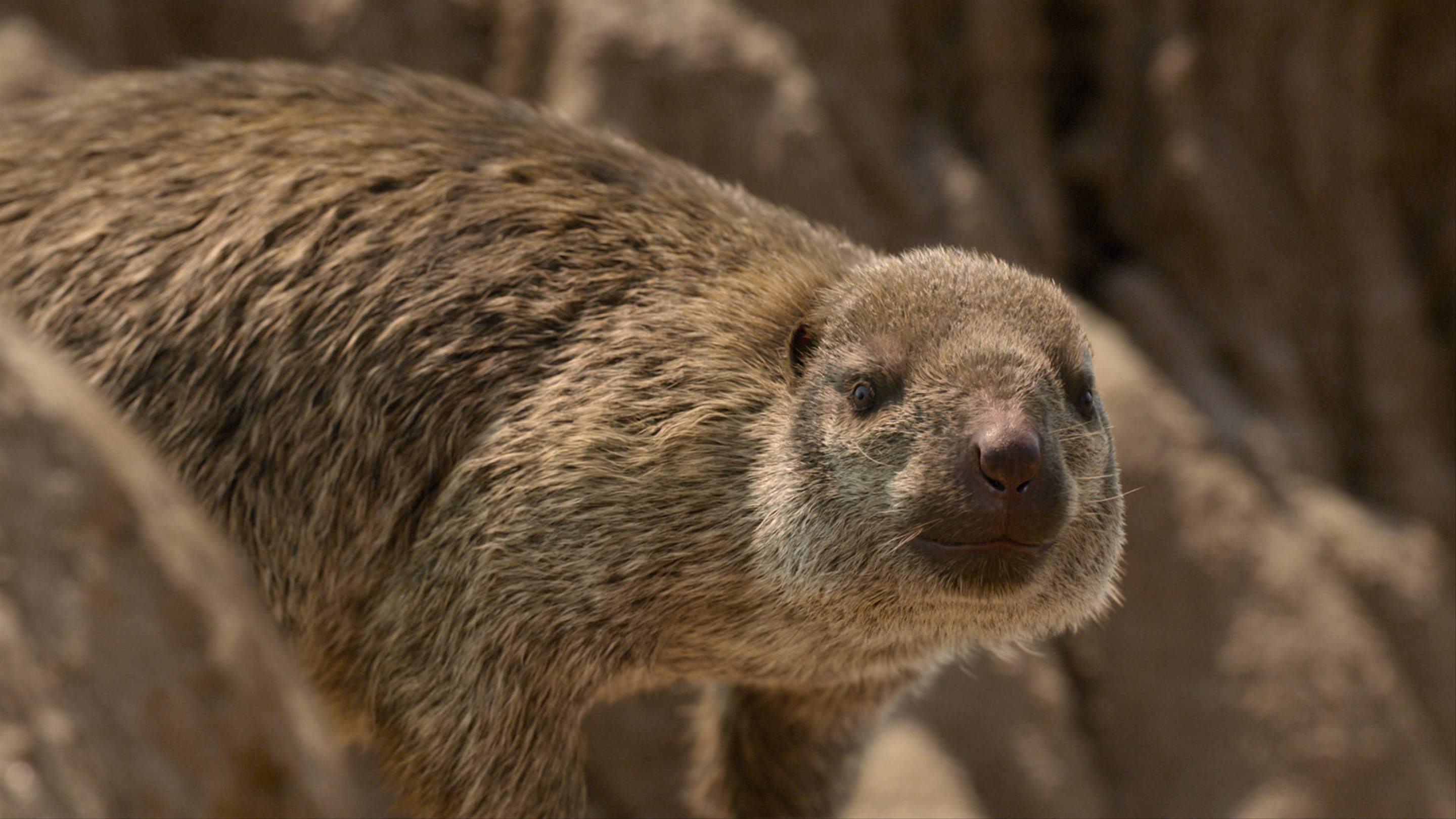 David Attenborough's Dinosaur Documentary Series 'Prehistoric Planet ...