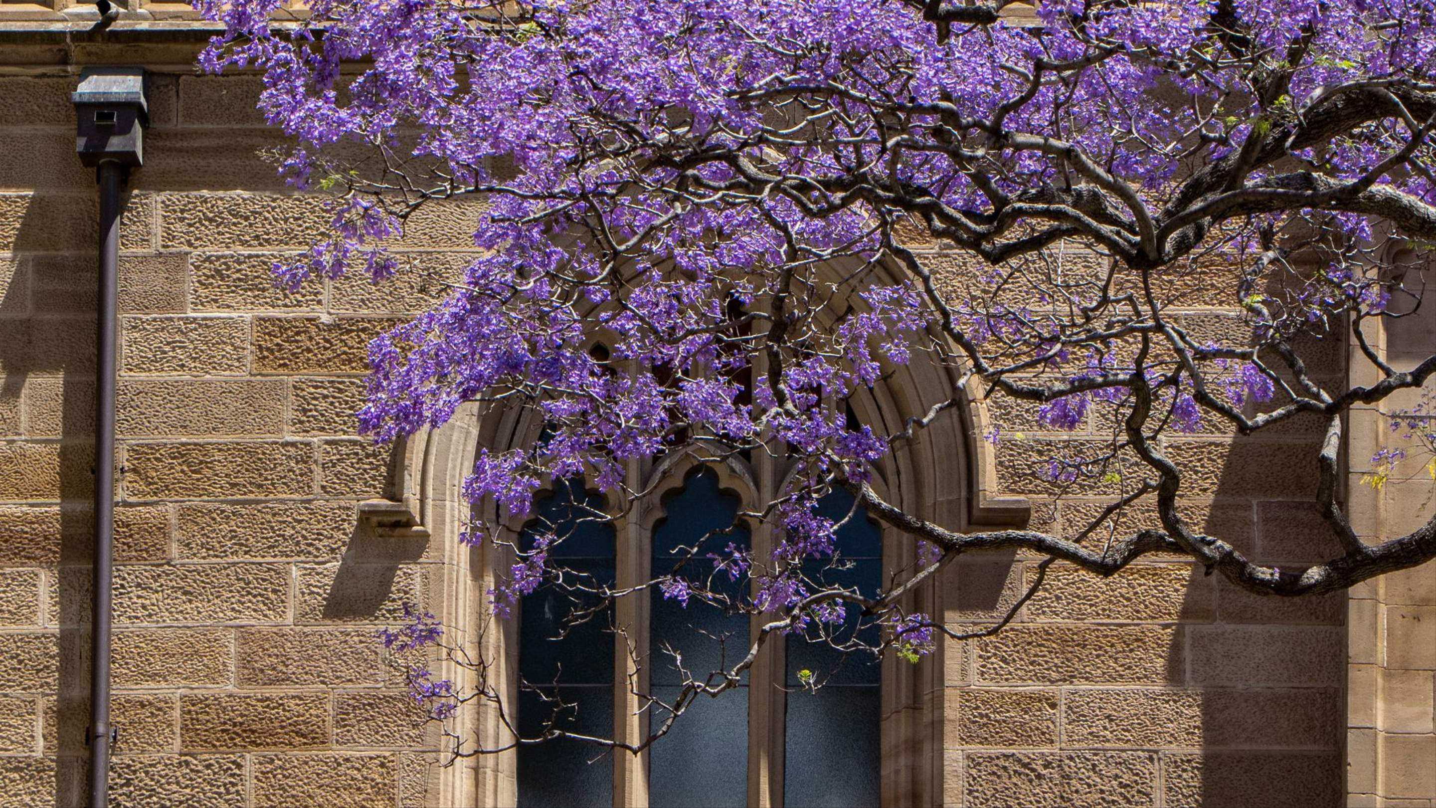 Grafton Jacaranda Festival