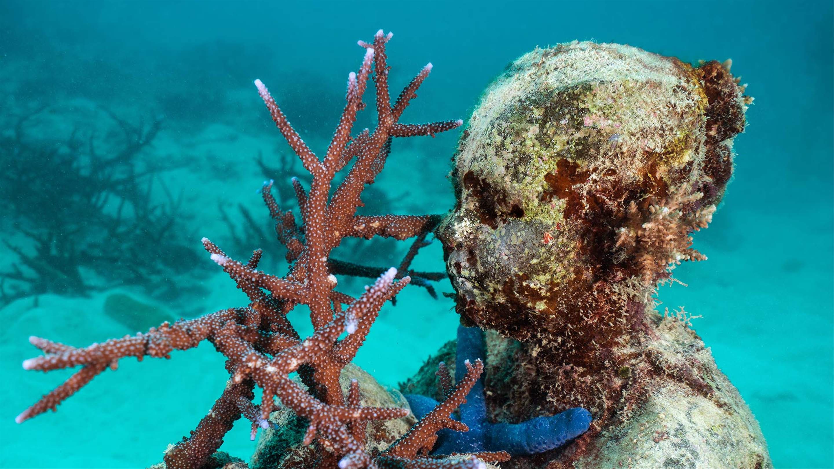 Australia's Museum of Underwater Art Off Townsville Just Scored an ...