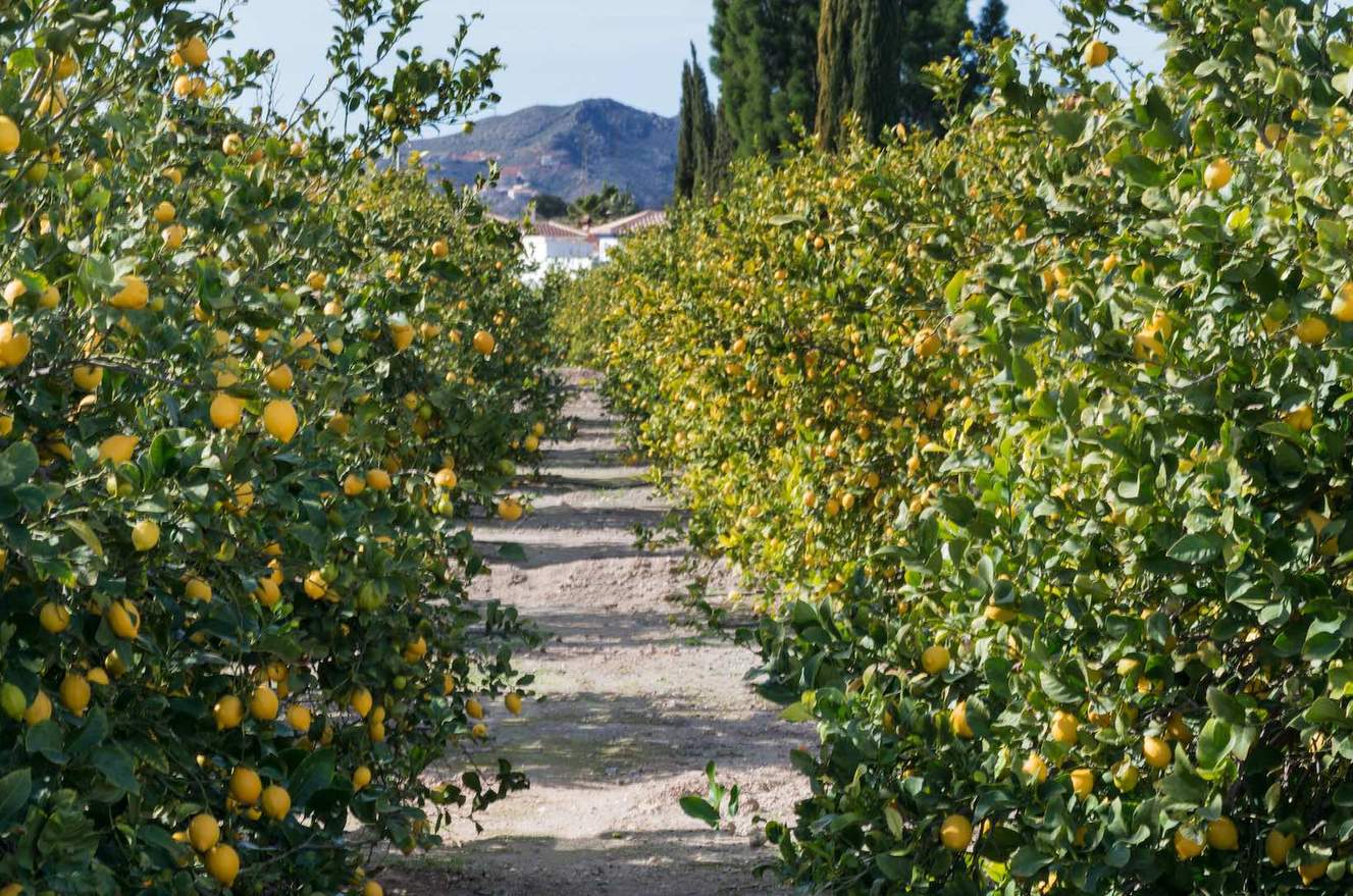 La Maison du Limoncello - Concrete Playground
