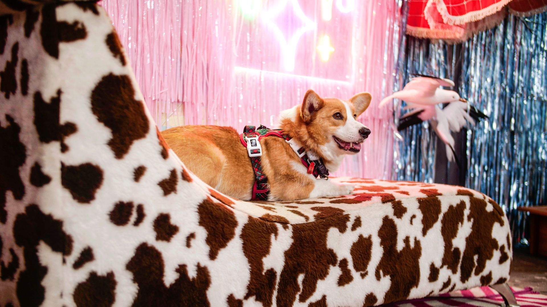 Theme Bark 2023 - Concrete Playground