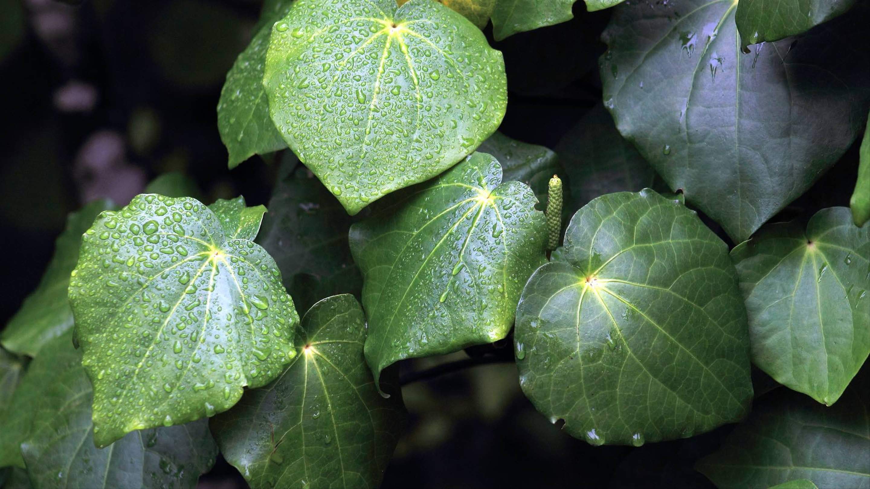 Maori-Owned Businesses to Try For a Traditional Wellness Experience in ...
