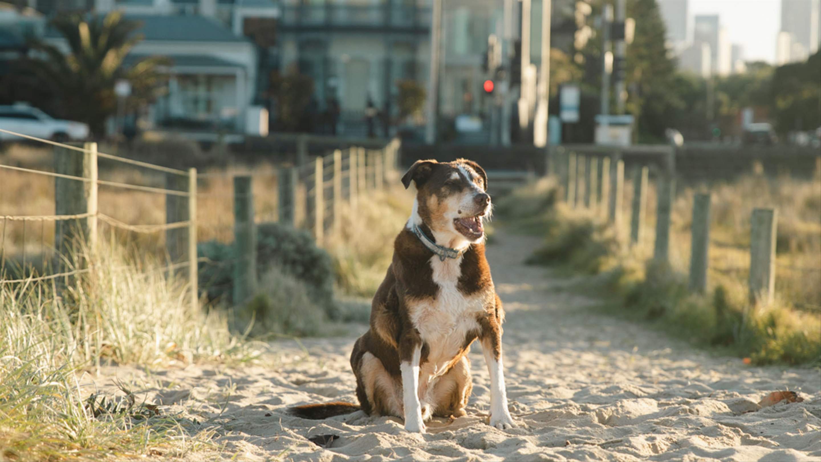 Top Dog Film Festival, Melbourne: All the Details