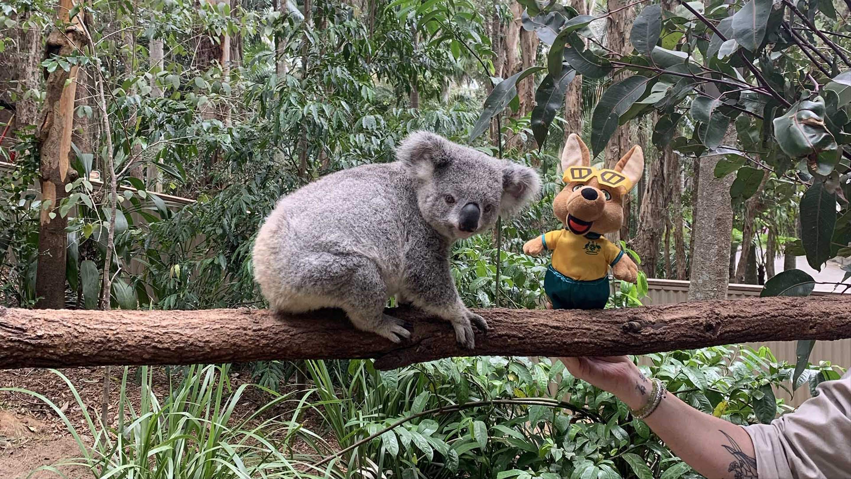 Cute Alert: The Gold Coast's Currumbin Wildlife Sanctuary Has Named Its ...