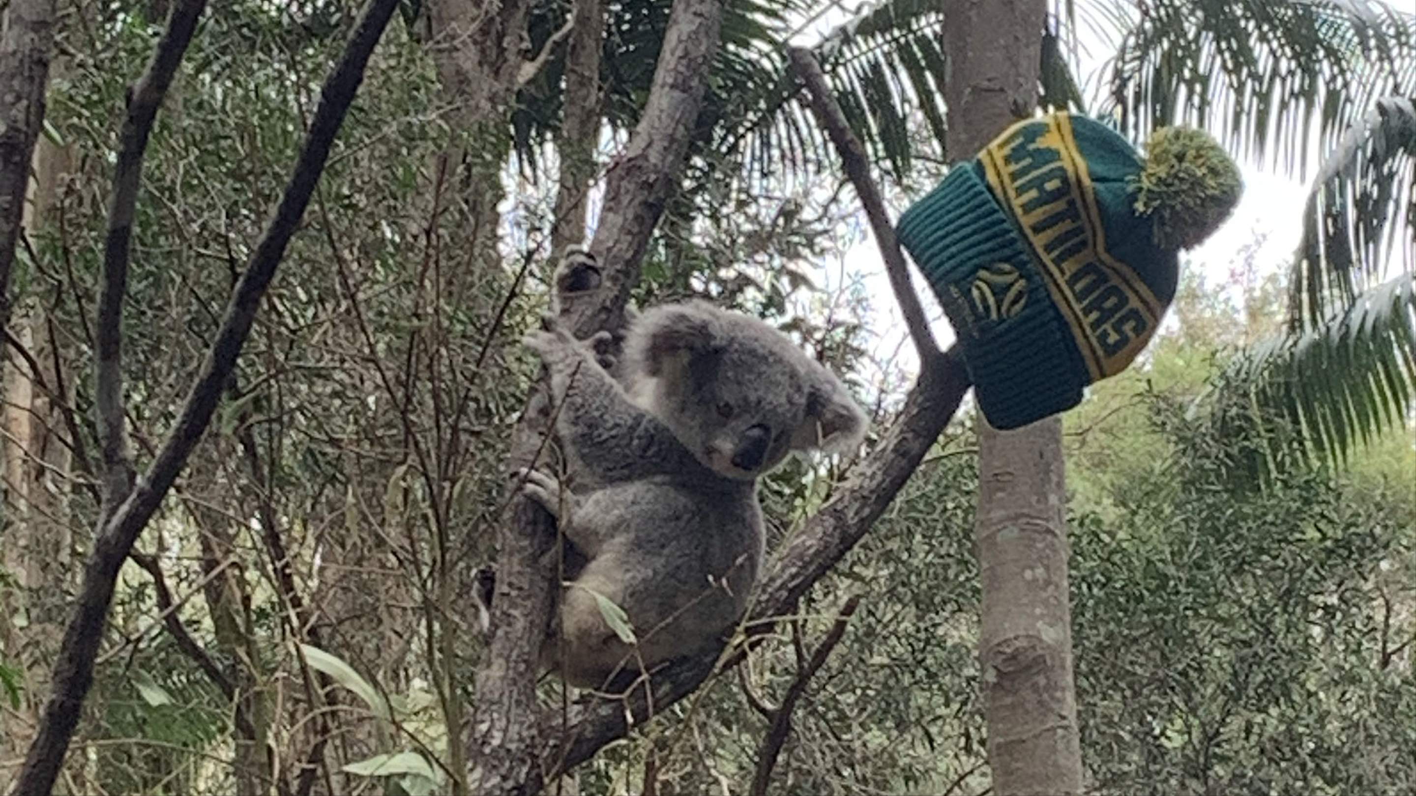 Cute Alert: The Gold Coast's Currumbin Wildlife Sanctuary Has Named Its ...