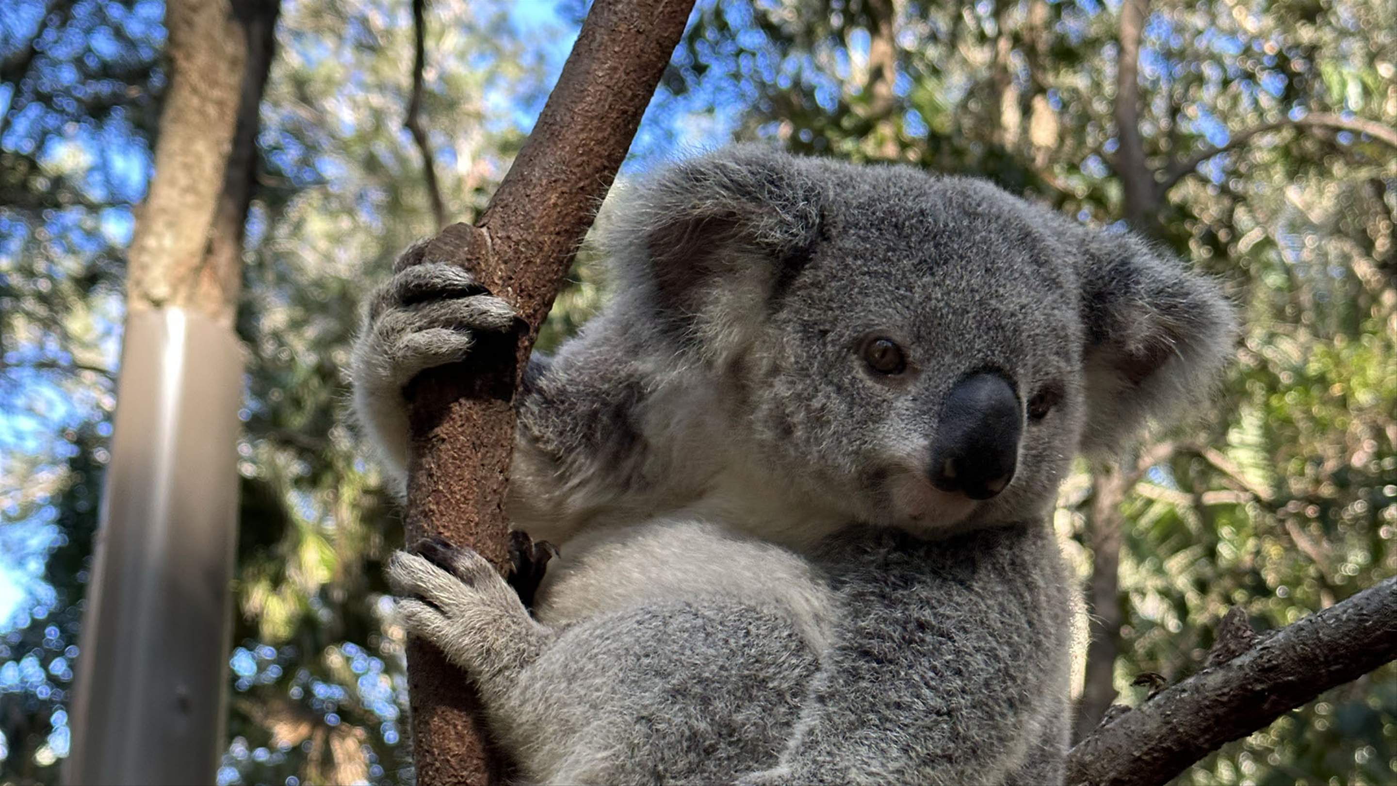 Cute Alert: The Gold Coast's Currumbin Wildlife Sanctuary Has Named Its ...