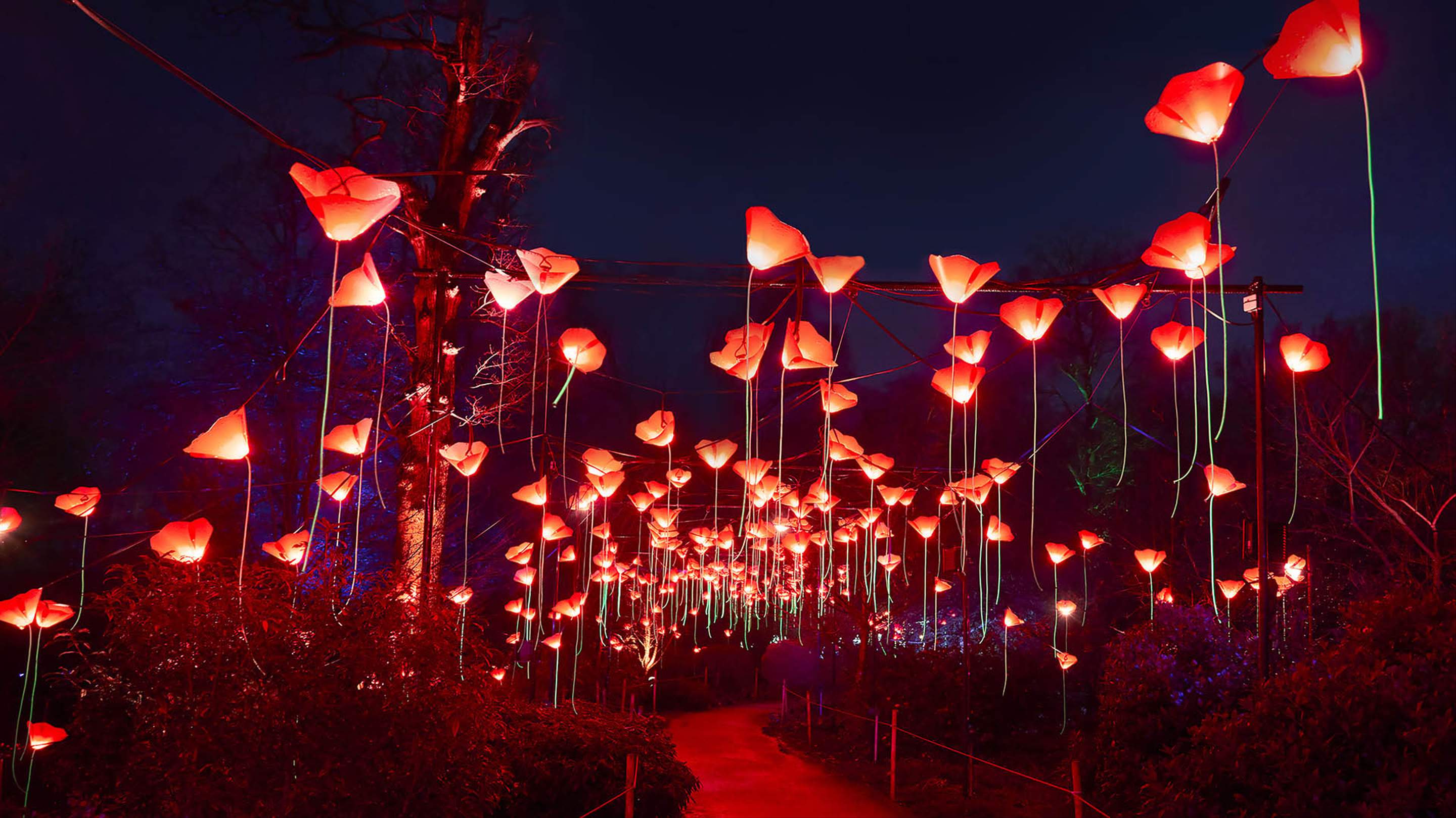 Dazzling After-Dark Festival Lightscape Is Returning to Royal Botanic ...