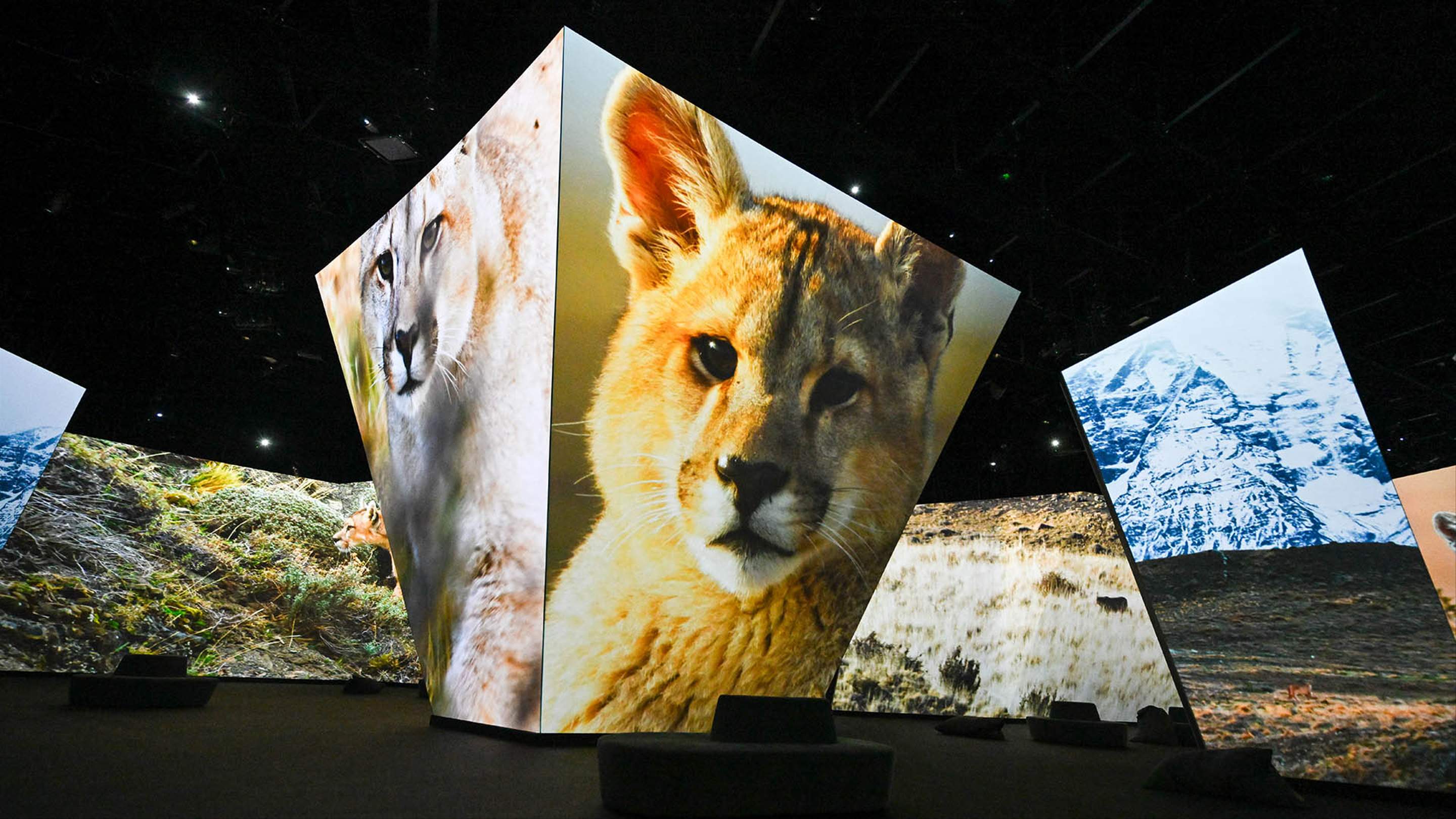 BBC Earth Experience - Concrete Playground