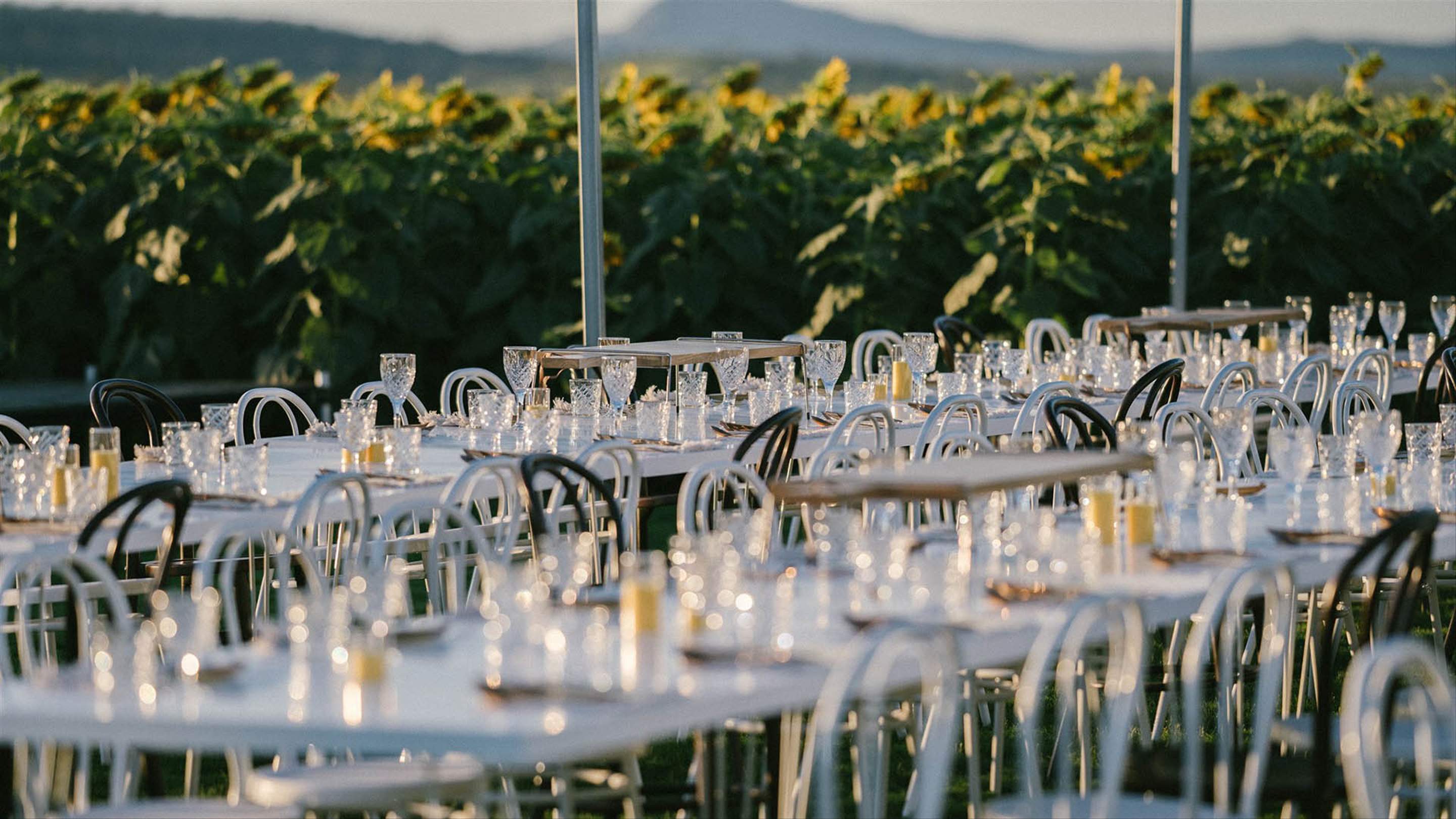 Save the Date: The Scenic Rim's Stunning Sunflower Festival Will Return ...
