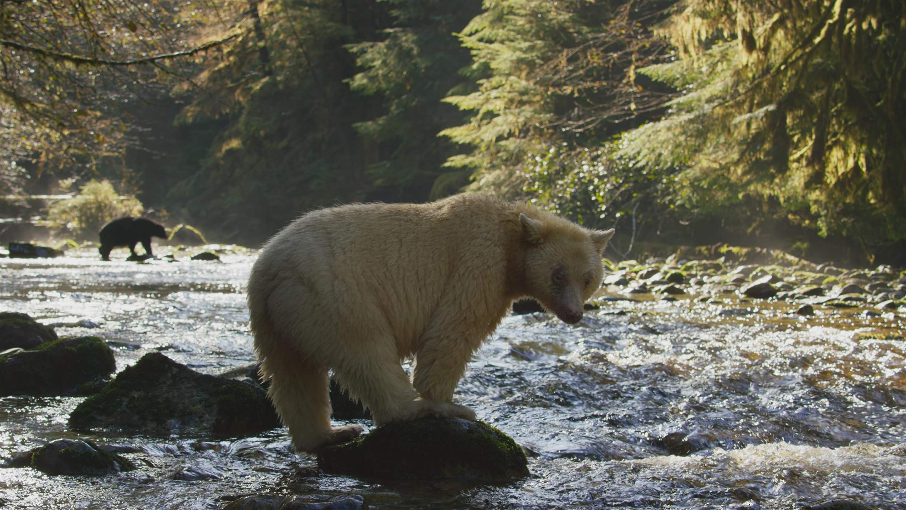 David Attenborough's 'Planet Earth III' Will Hit the Small Screen Down ...