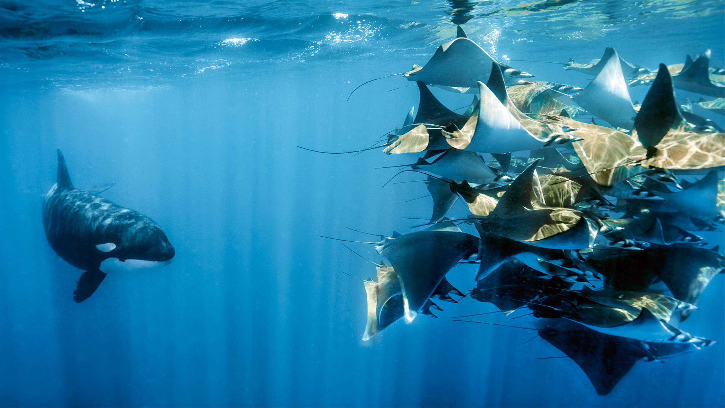 David Attenborough's 'Planet Earth III' Will Hit the Small Screen Down ...