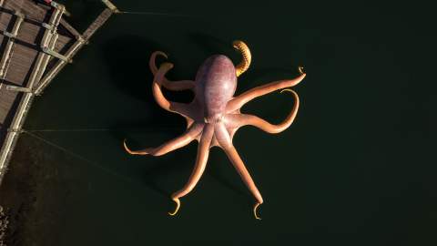 Te Wheke-a-Muturangi: The Adversary - Concrete Playground