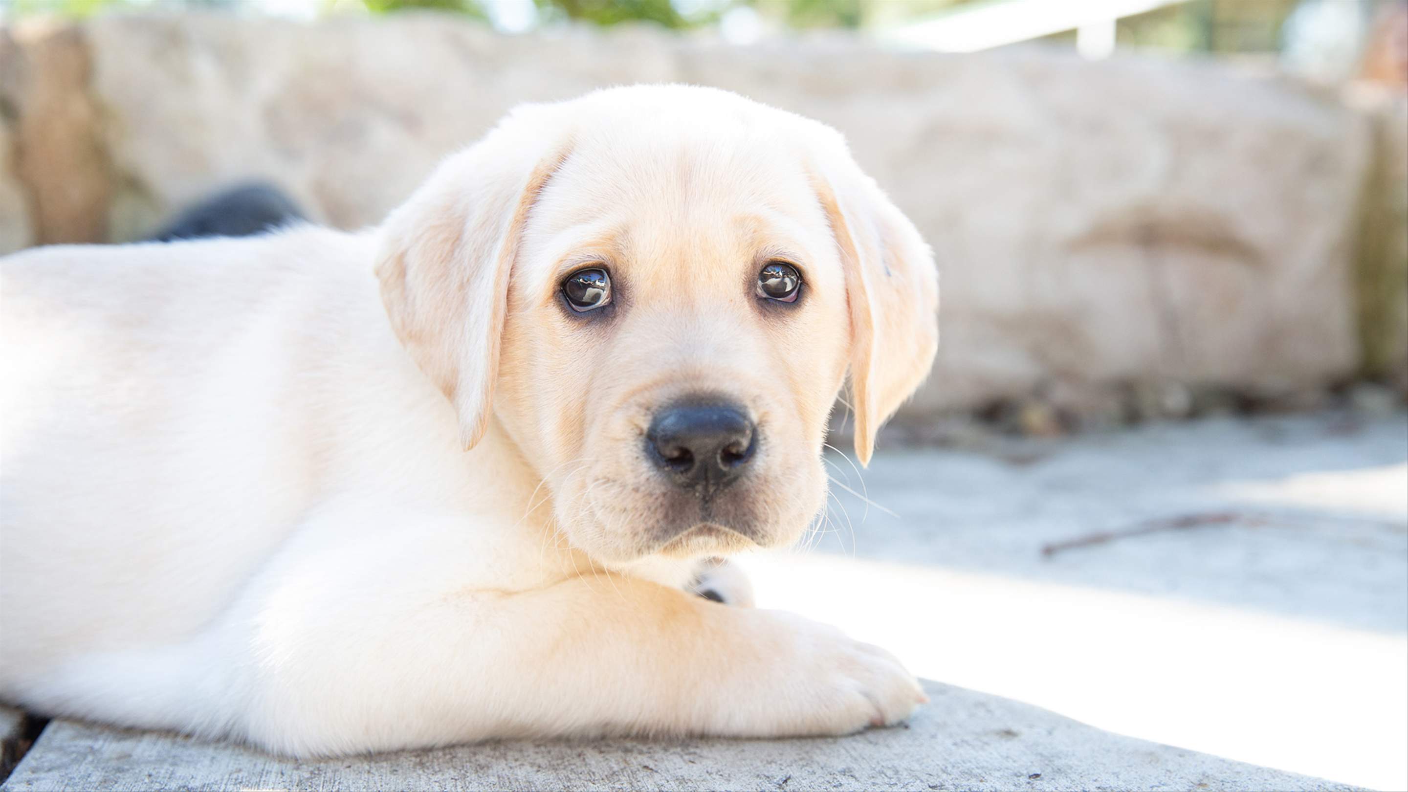 A One-Day-Only Guide Dogs Puppy Cafe Is Popping Up at Sydney Airport to ...
