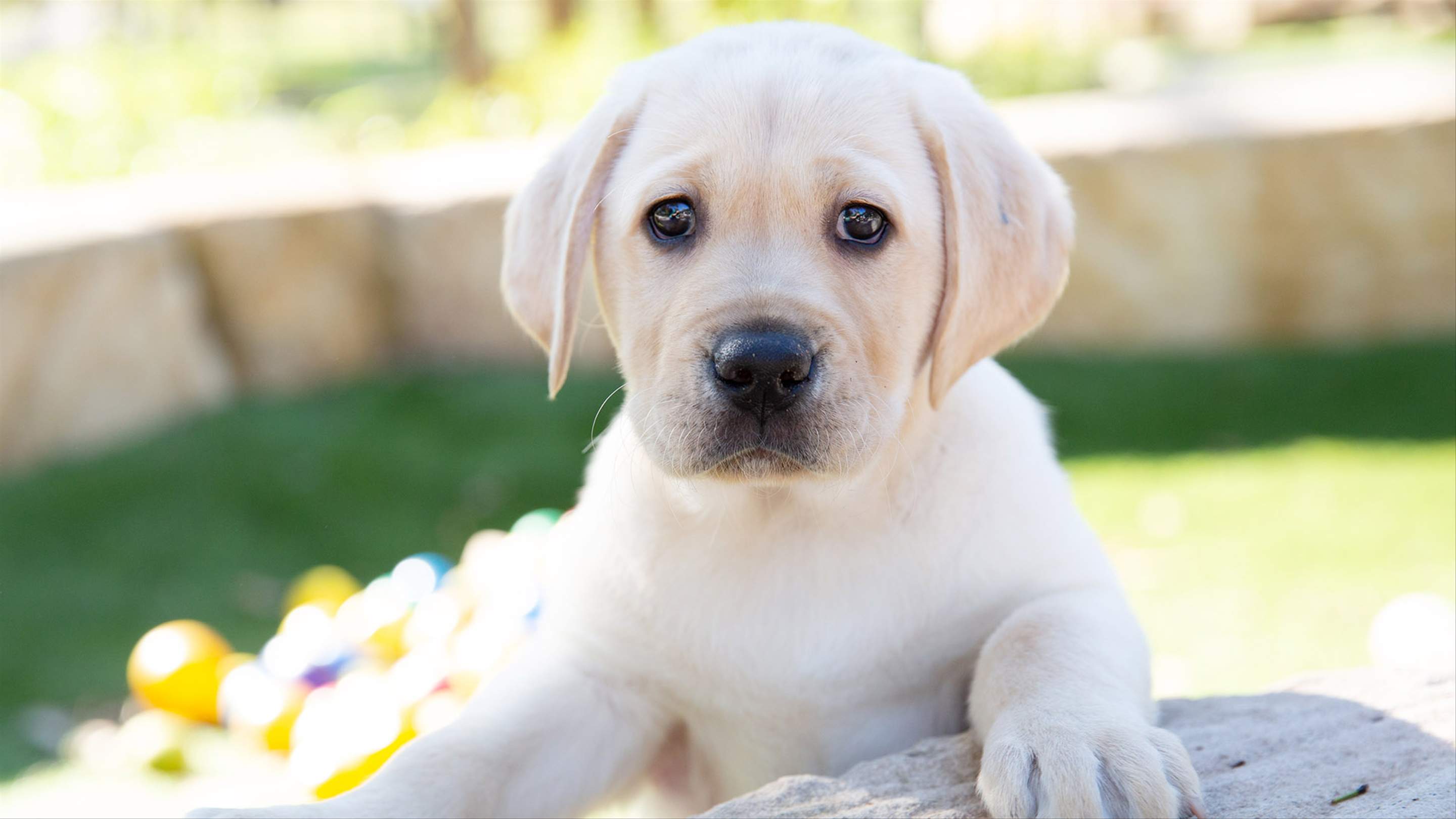 A One-Day-Only Guide Dogs Puppy Cafe Is Popping Up at Sydney Airport to ...