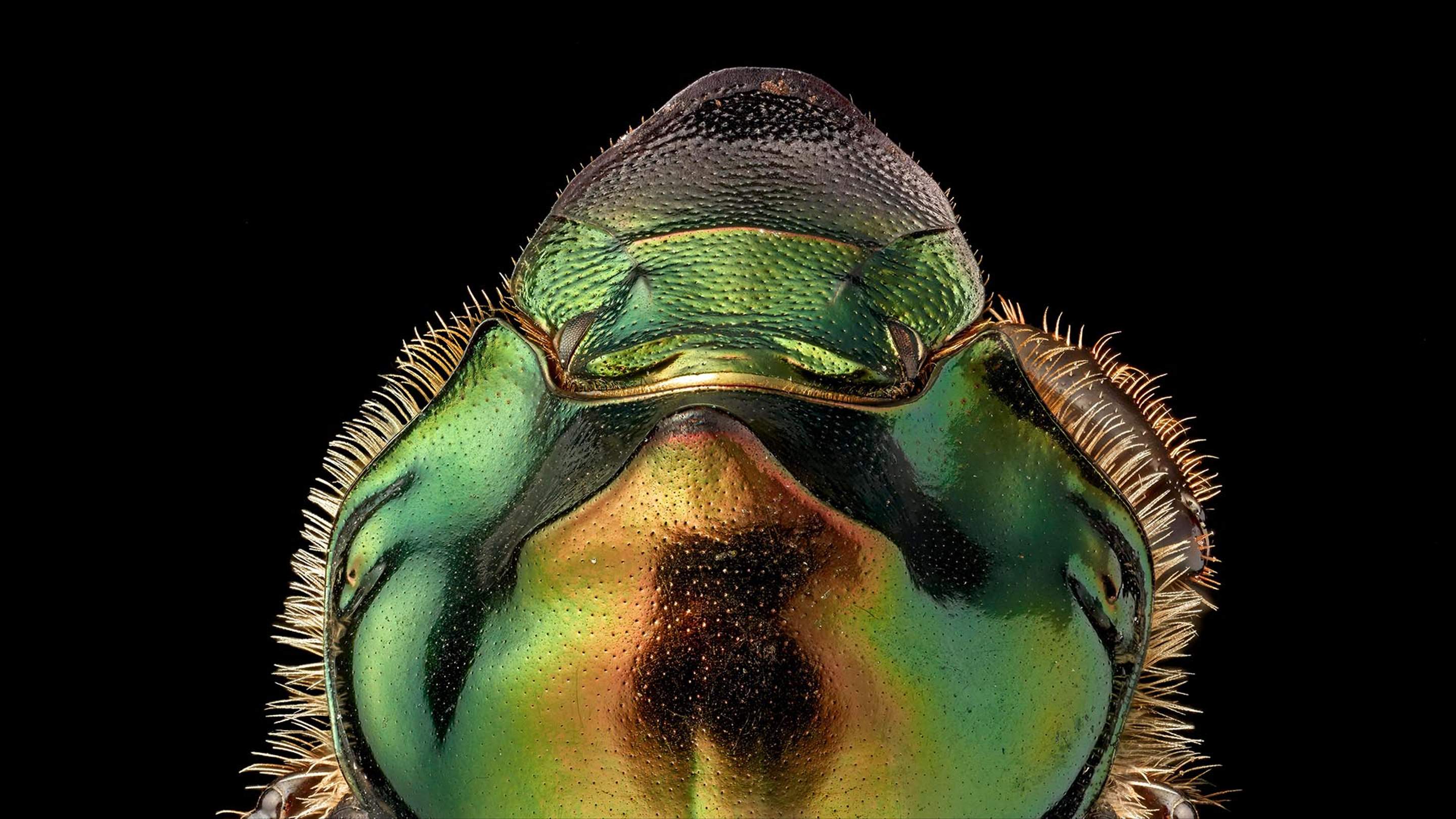 Insect Agency - Concrete Playground