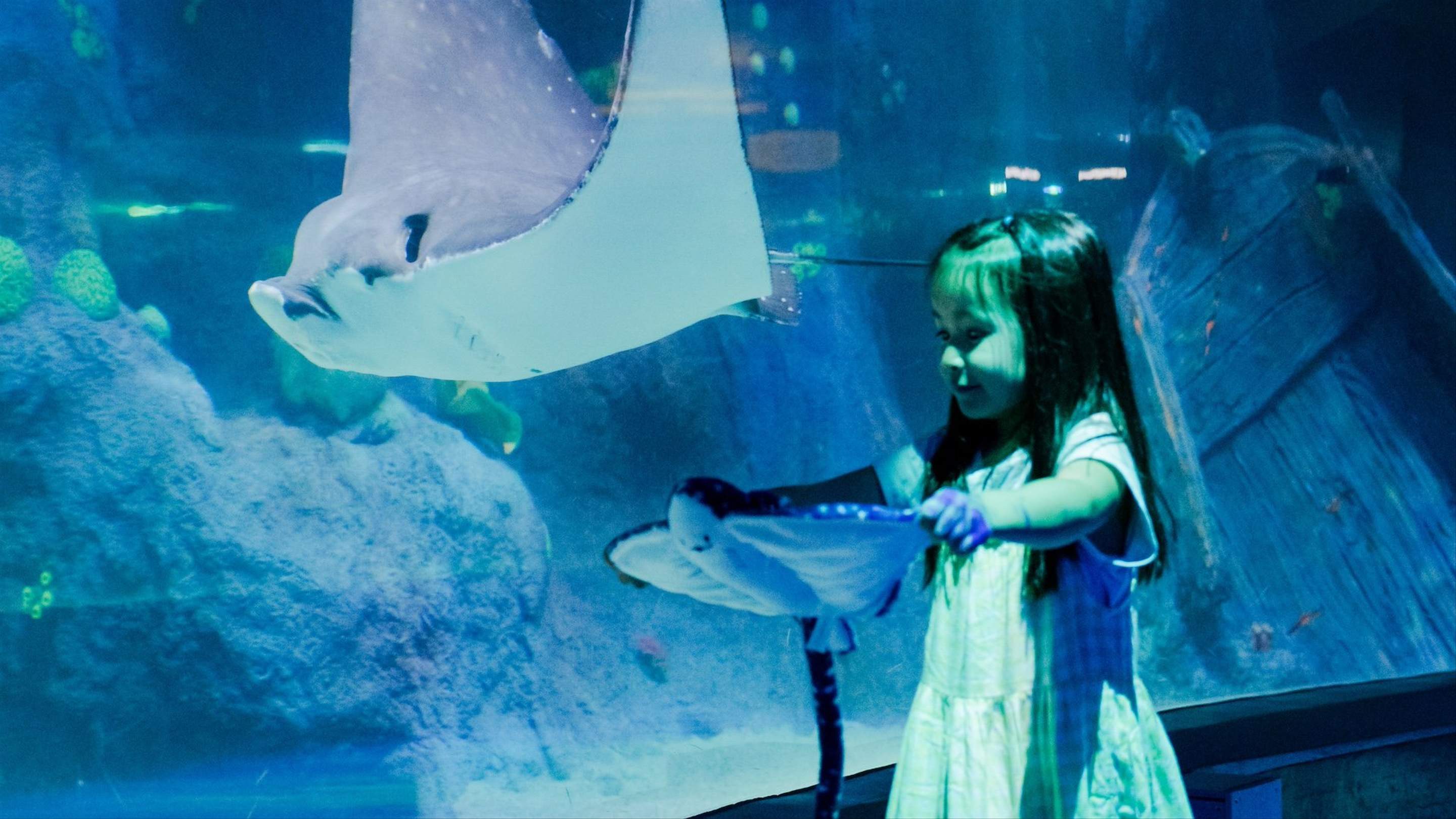SEA LIFE Melbourne Has Unveiled 'Night on the Reef', a New Multimillion ...