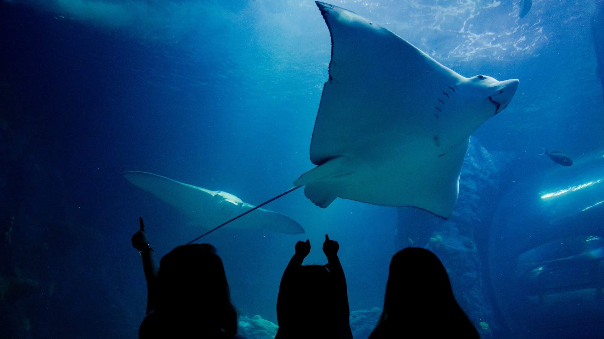 SEA LIFE Melbourne Has Unveiled 'Night on the Reef', a New Multimillion ...