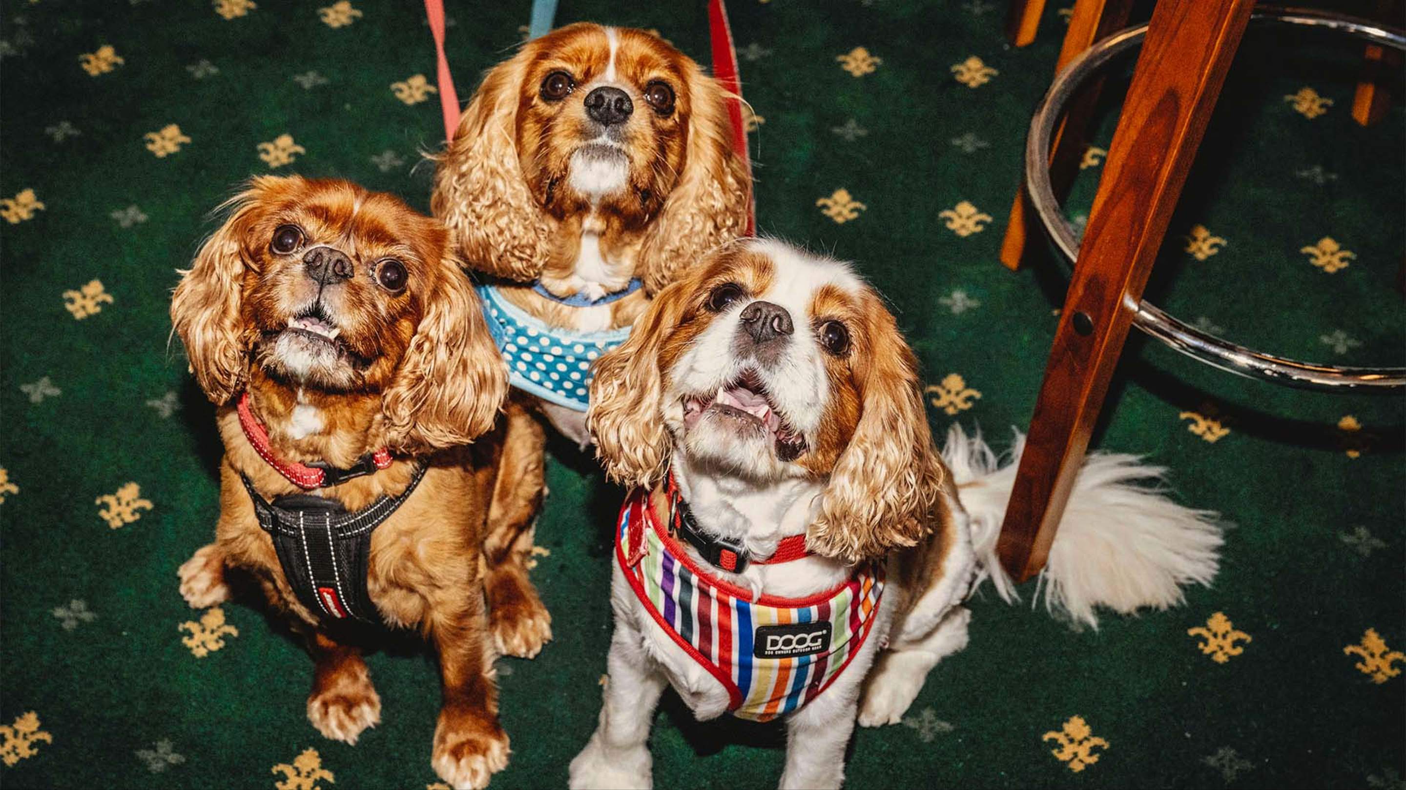 The Magpie, Enmore Review