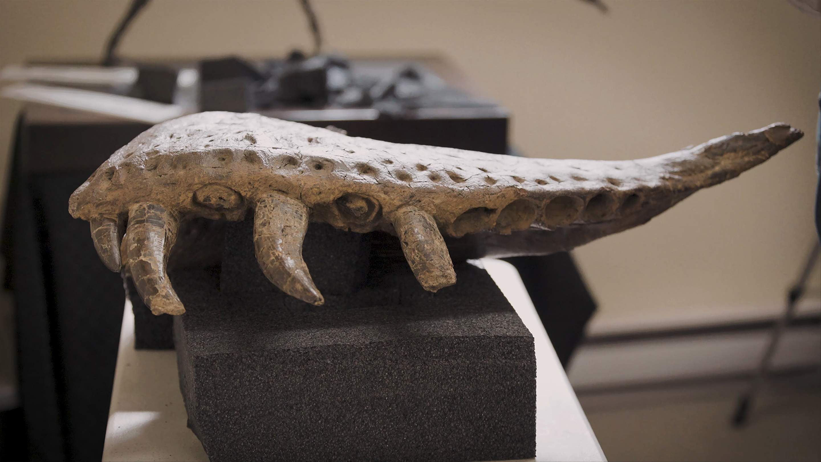 Victoria the T. Rex, Melbourne: All the Details