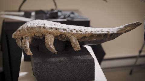 Victoria the T. Rex, Melbourne: All the Details