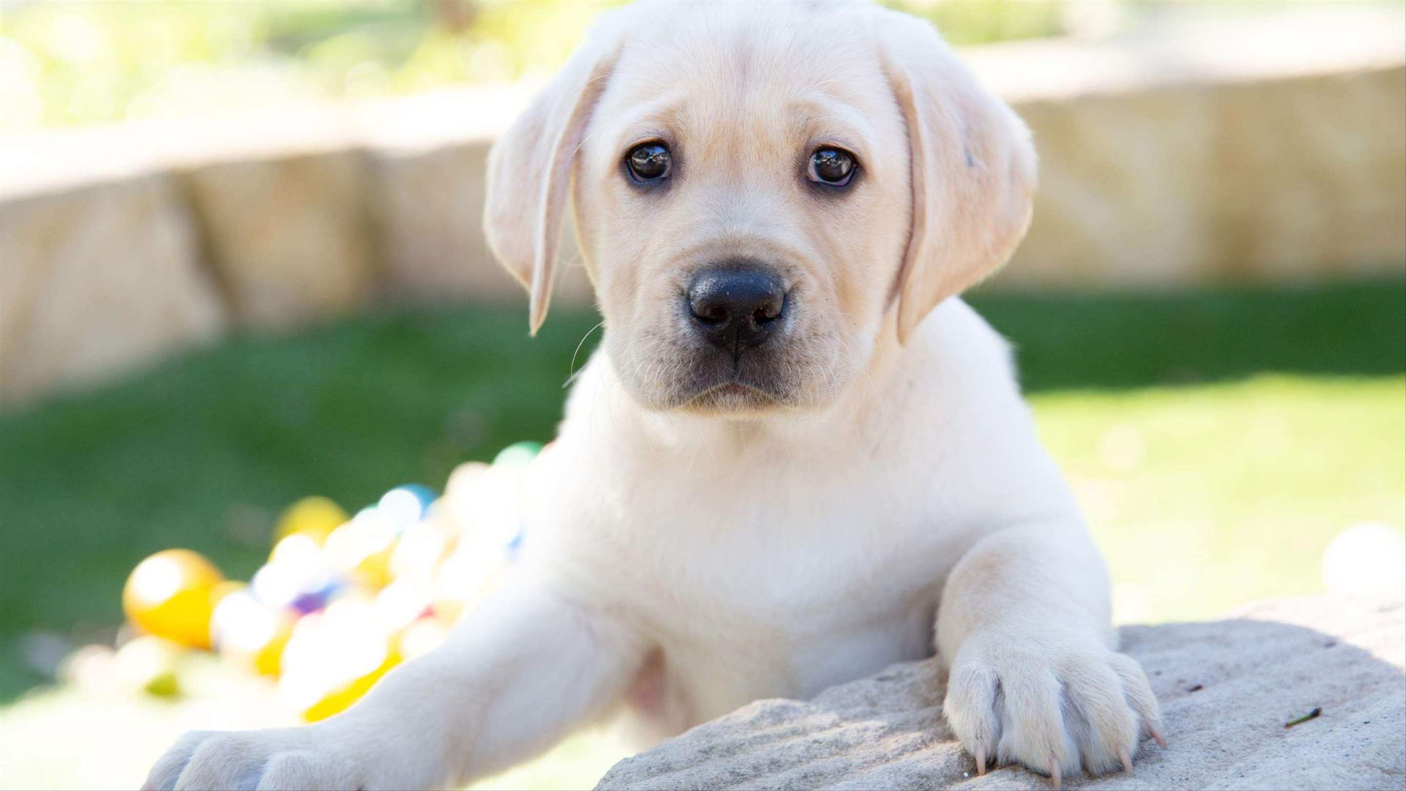 Guide Dogs NSW Puppy Raiser Open Day, Sydney: All the Details