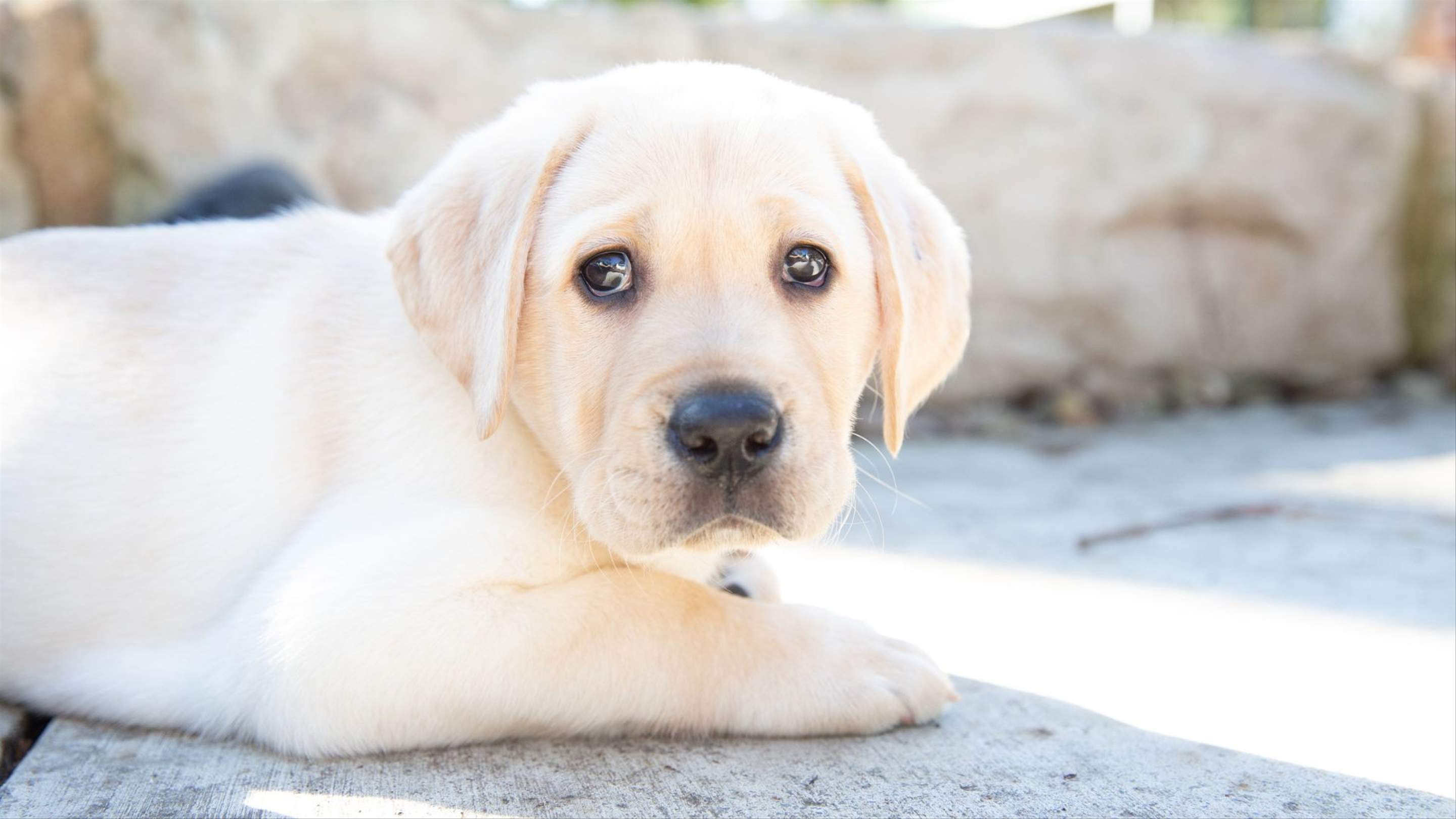 Guide Dogs NSW Puppy Raiser Open Day, Sydney: All the Details