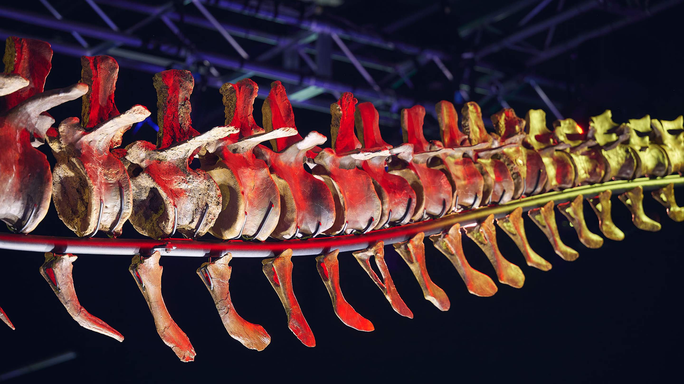 Now Open: The Largest and Most-Complete Tyrannosaurus Rex Fossil Ever ...