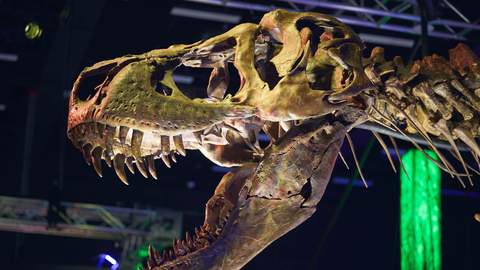 Now Open: The Largest and Most-Complete Tyrannosaurus Rex Fossil Ever ...