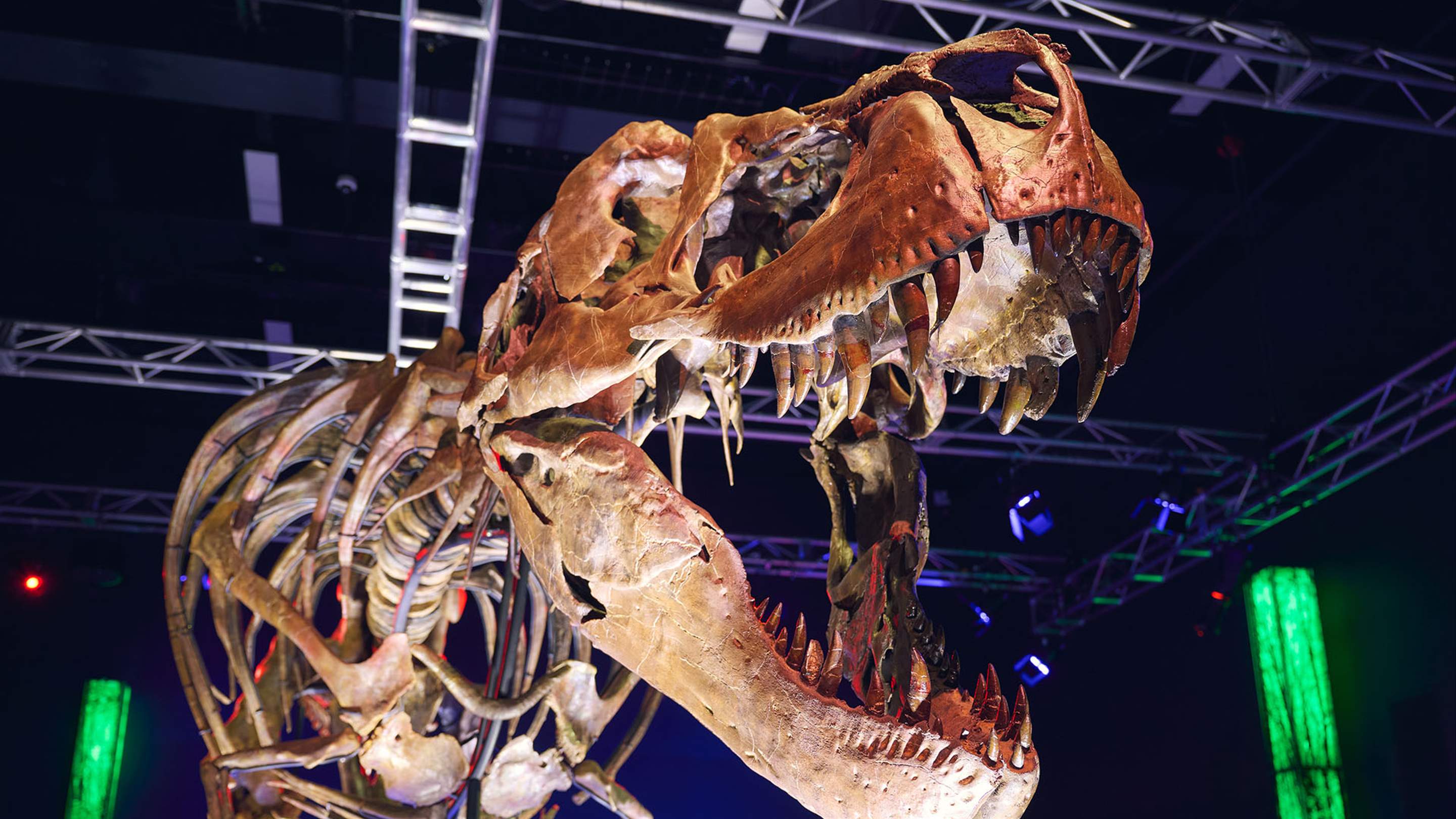 Now Open: The Largest and Most-Complete Tyrannosaurus Rex Fossil Ever ...