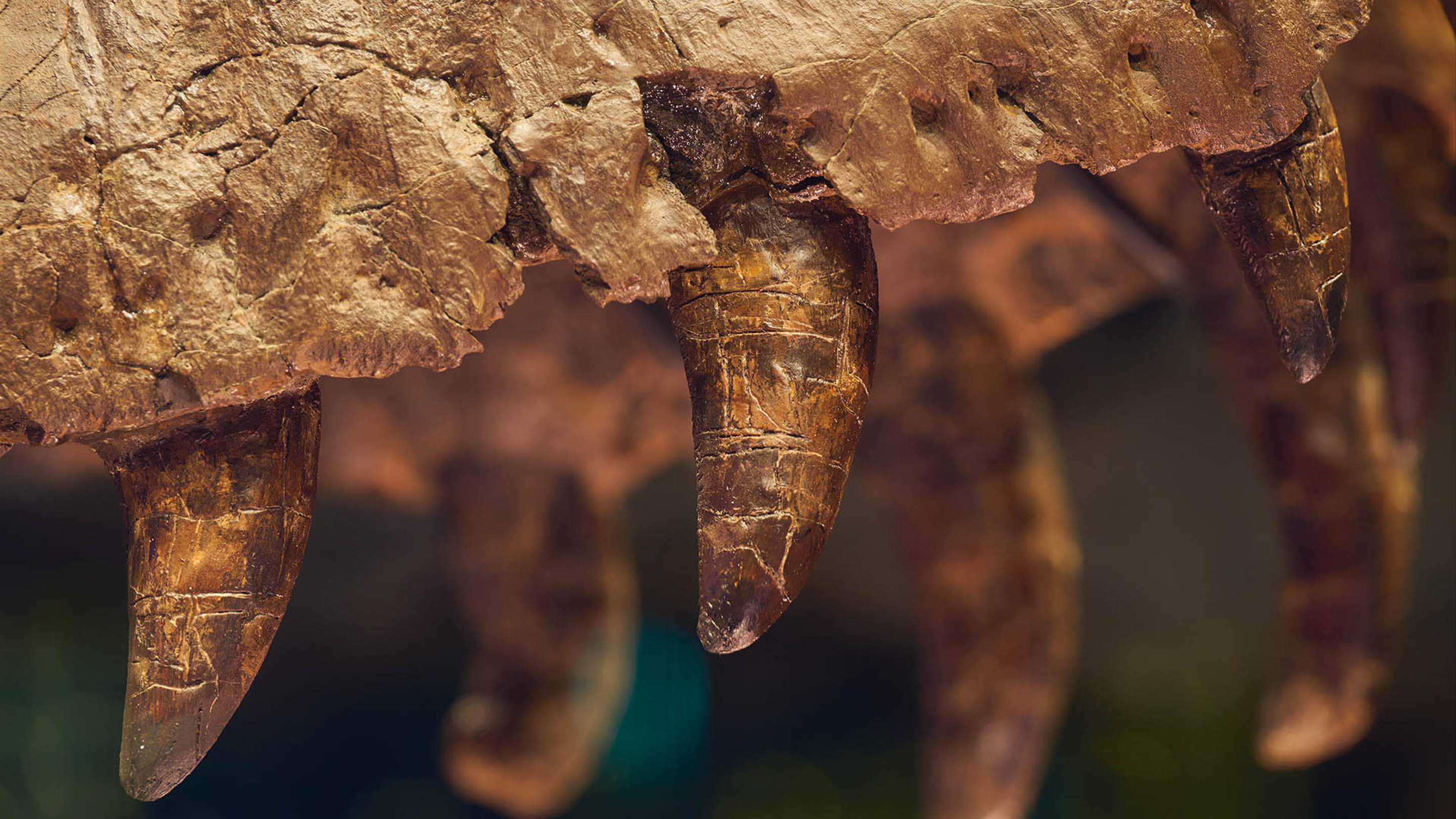 Now Open: The Largest and Most-Complete Tyrannosaurus Rex Fossil Ever ...
