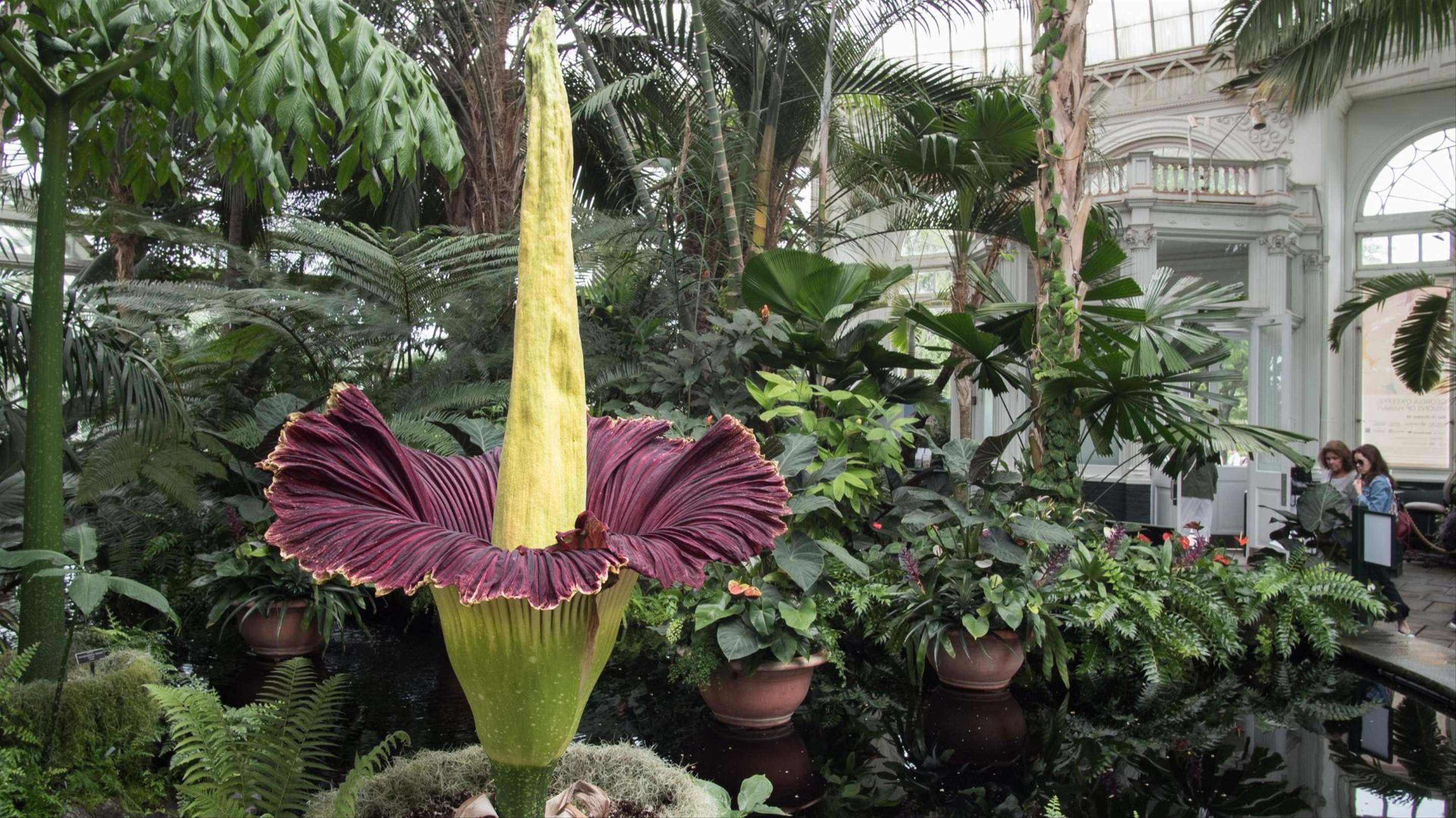 Watch the Botanic Gardens' Rare Corpse Flower Bloom via This LIve Feed