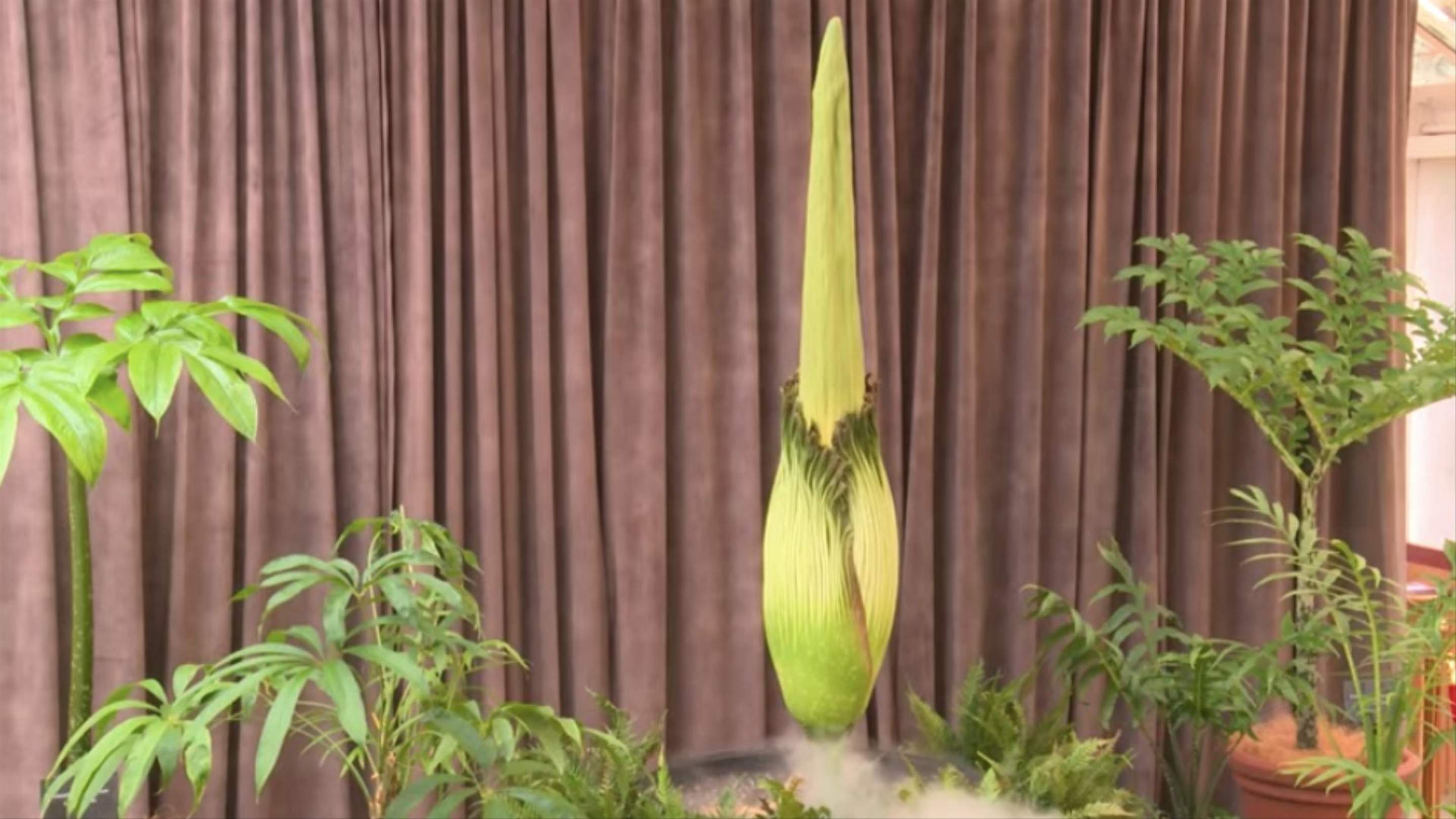 Watch the Botanic Gardens' Rare Corpse Flower Bloom via This LIve Feed